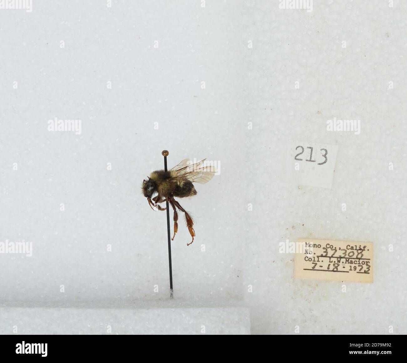 Mono, California, United States, Bombus bifarius nearcticus, Animalia ...