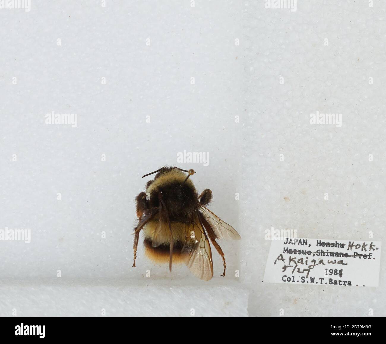 Akaigawa, Hokkaido, Japan, Bombus sp., Animalia, Arthropoda, Insecta ...