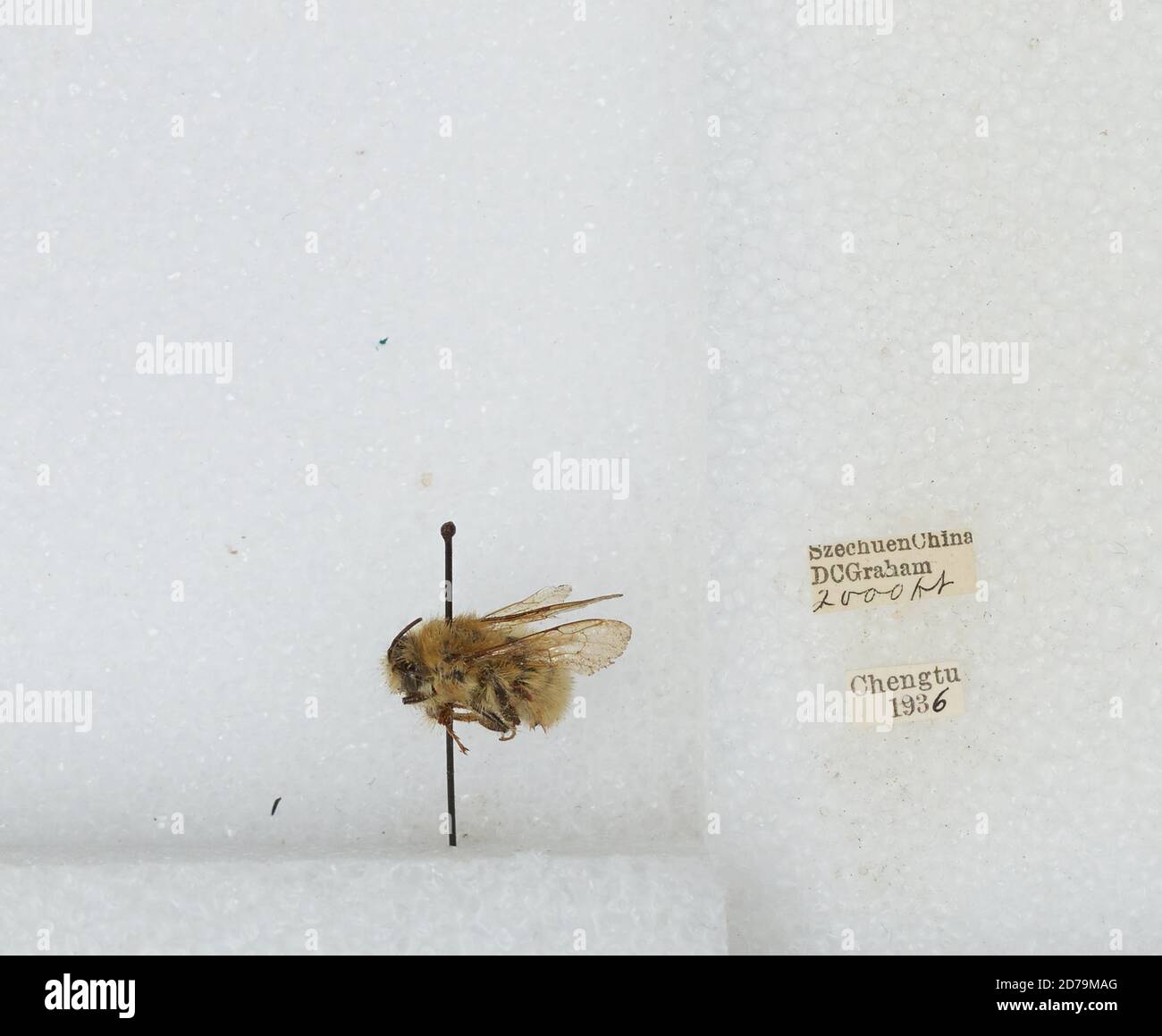 Chengdu, Sichuan, China, Bombus sp., Animalia, Arthropoda, Insecta, Hymenoptera, Apidae, Apinae ...