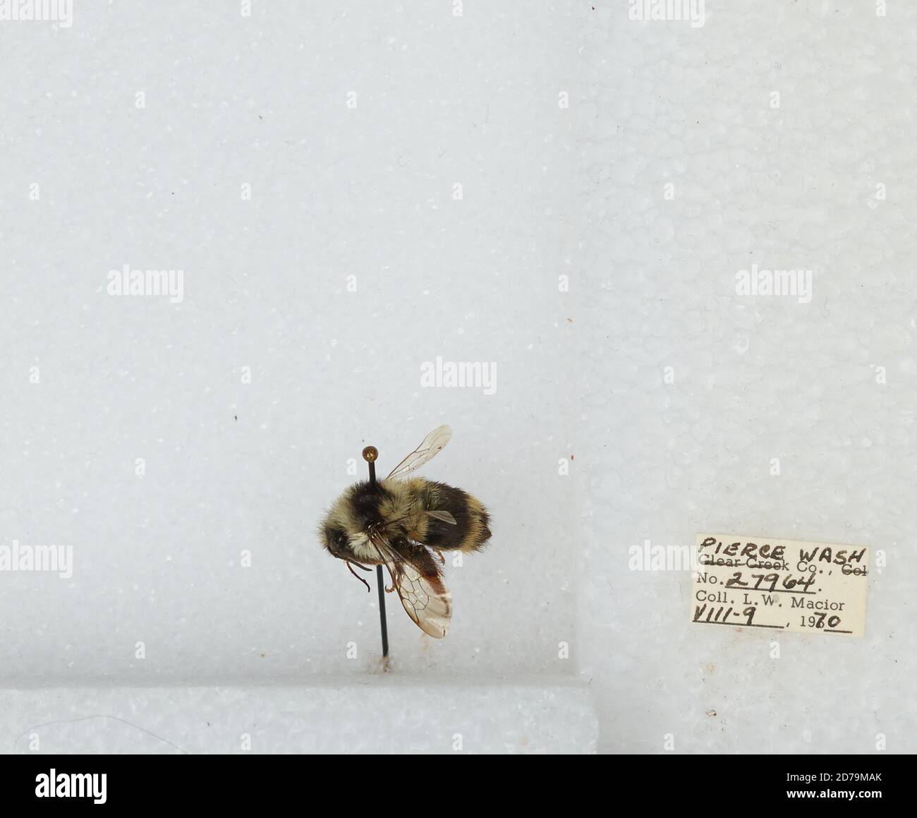 Pierce, Washington, United States, Bombus bifarius nearcticus, Animalia ...