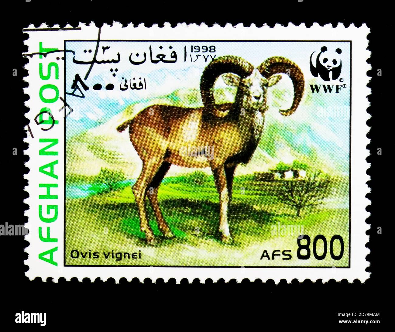 Urial sheep hi-res stock photography and images - Alamy