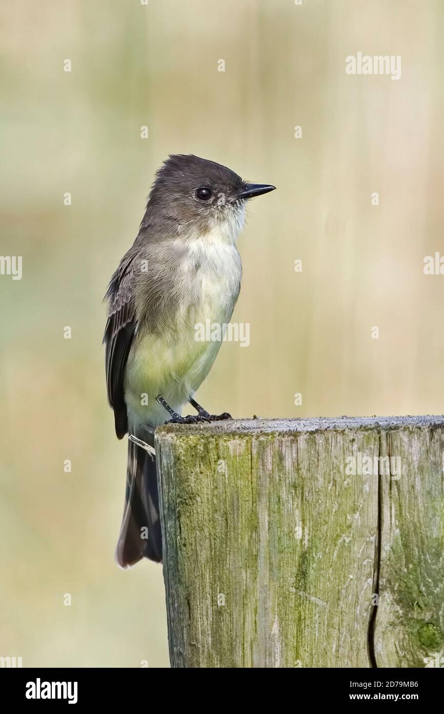 A Vertical of Eastern Phoebe, Sayornis phoebe, perched on post Stock ...