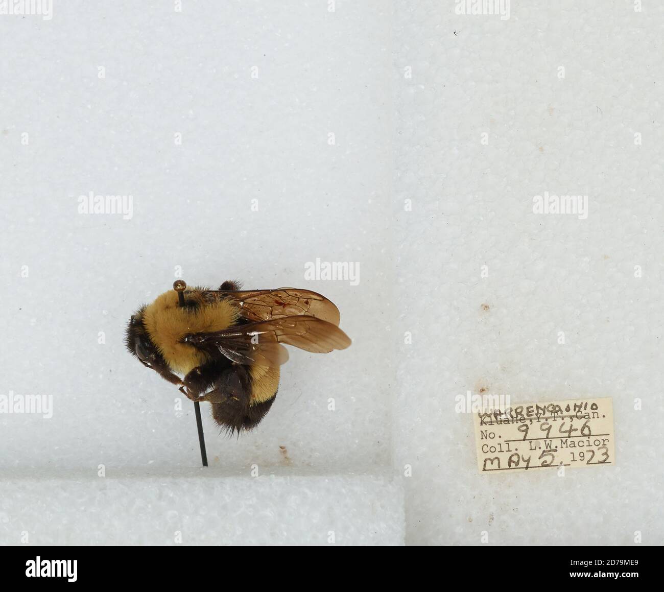 Warren, Ohio, United States, Bombus (Bombus) affinis Cresson, Animalia ...
