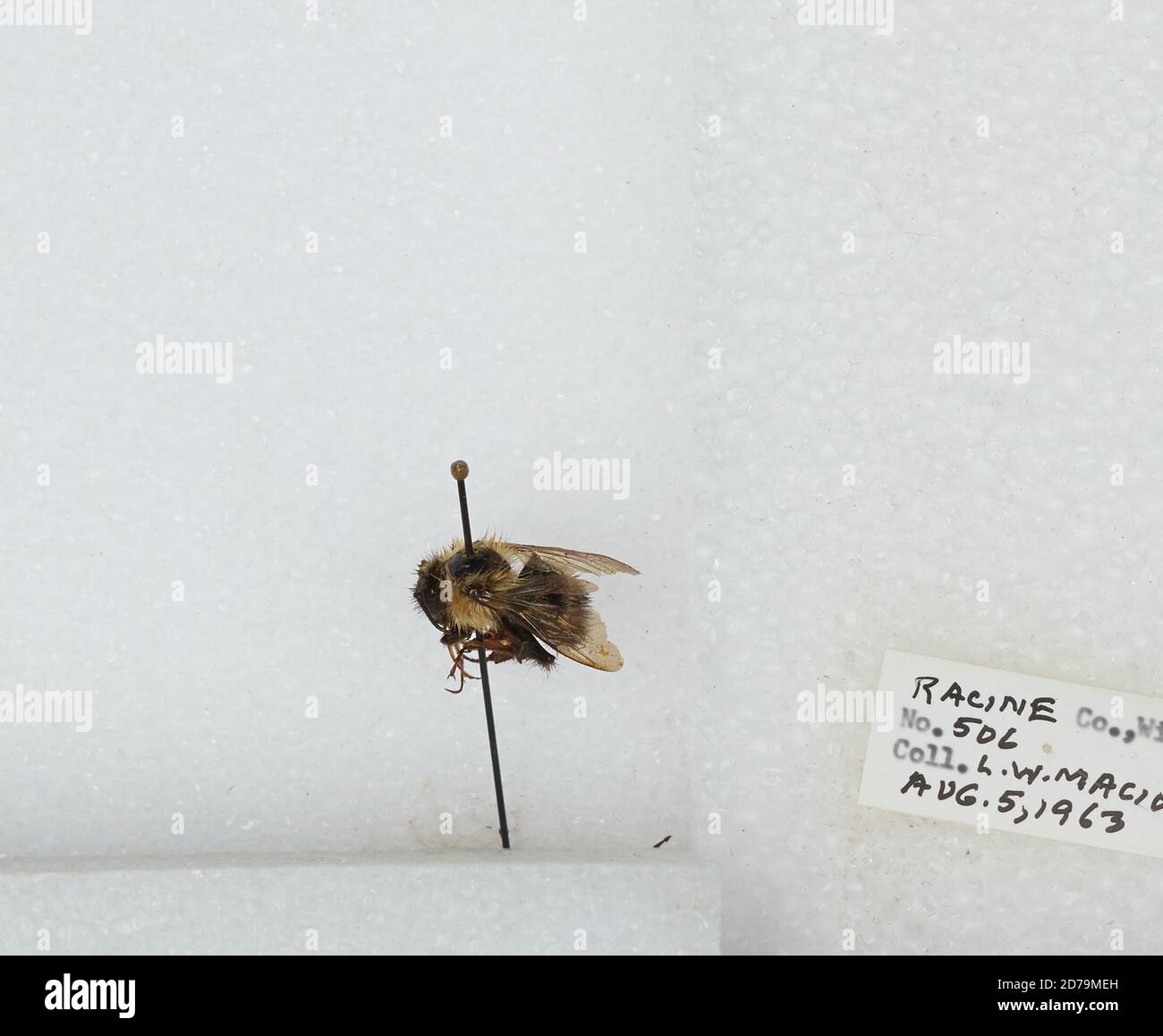 Racine, Wisconsin, United States, Bombus (Bombus) affinis Cresson ...