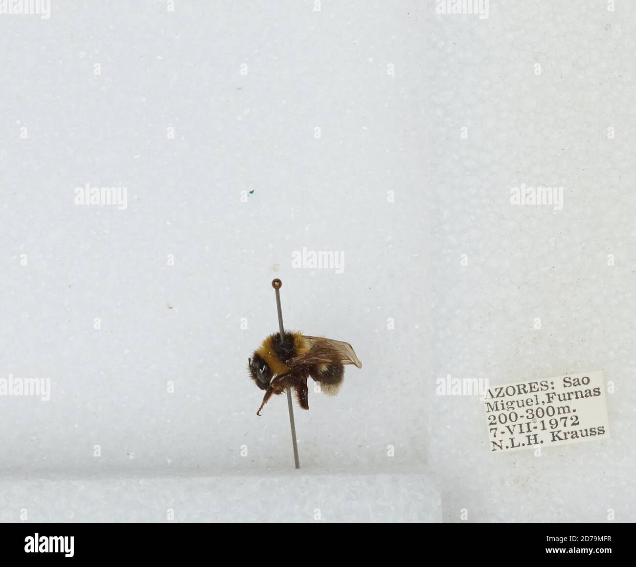 Furnas, Sao Miguel, Azores, Portugal, Bombus sp., Animalia, Arthropoda ...