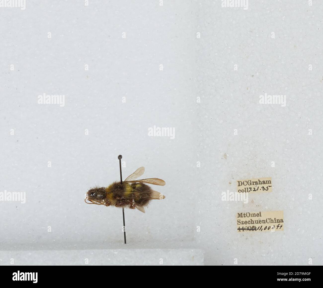 Mount Emei, Sichuan, China, Bombus sp., Animalia, Arthropoda, Insecta ...