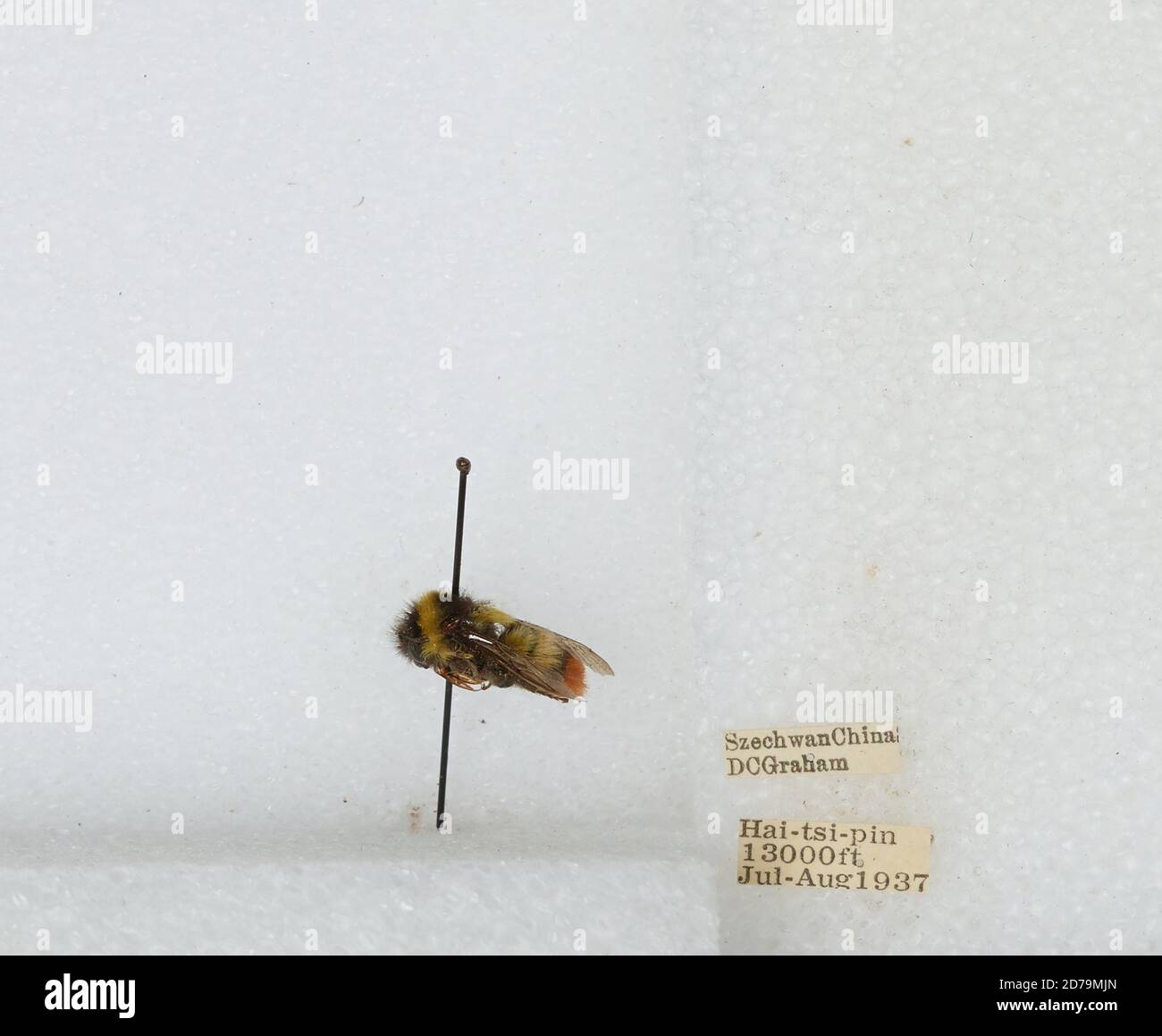 Hai-tsi-pin, Sichuan, China, Bombus sp., Animalia, Arthropoda, Insecta ...