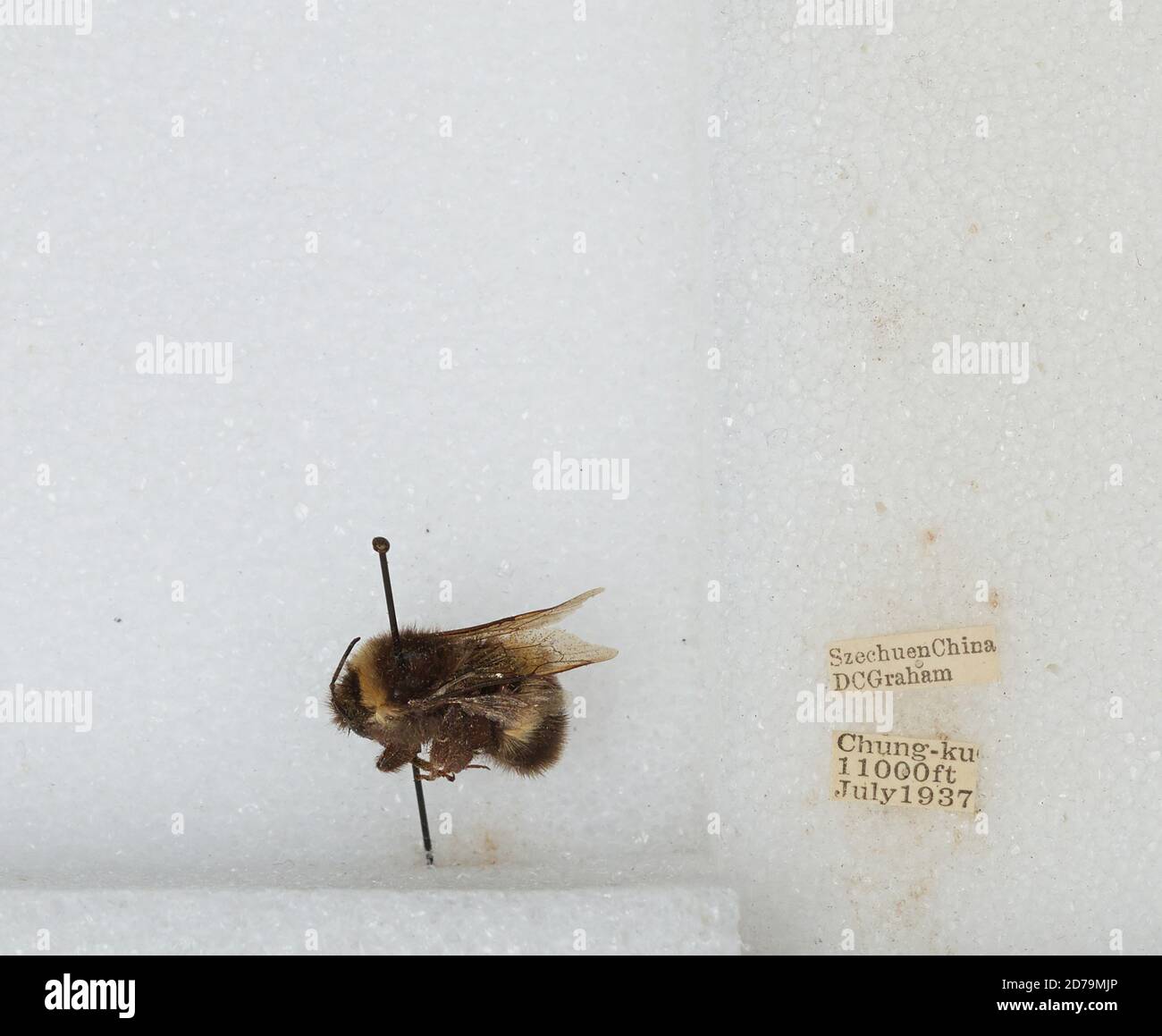 Chung-ku, Sichuan, China, Bombus sp., Animalia, Arthropoda, Insecta ...