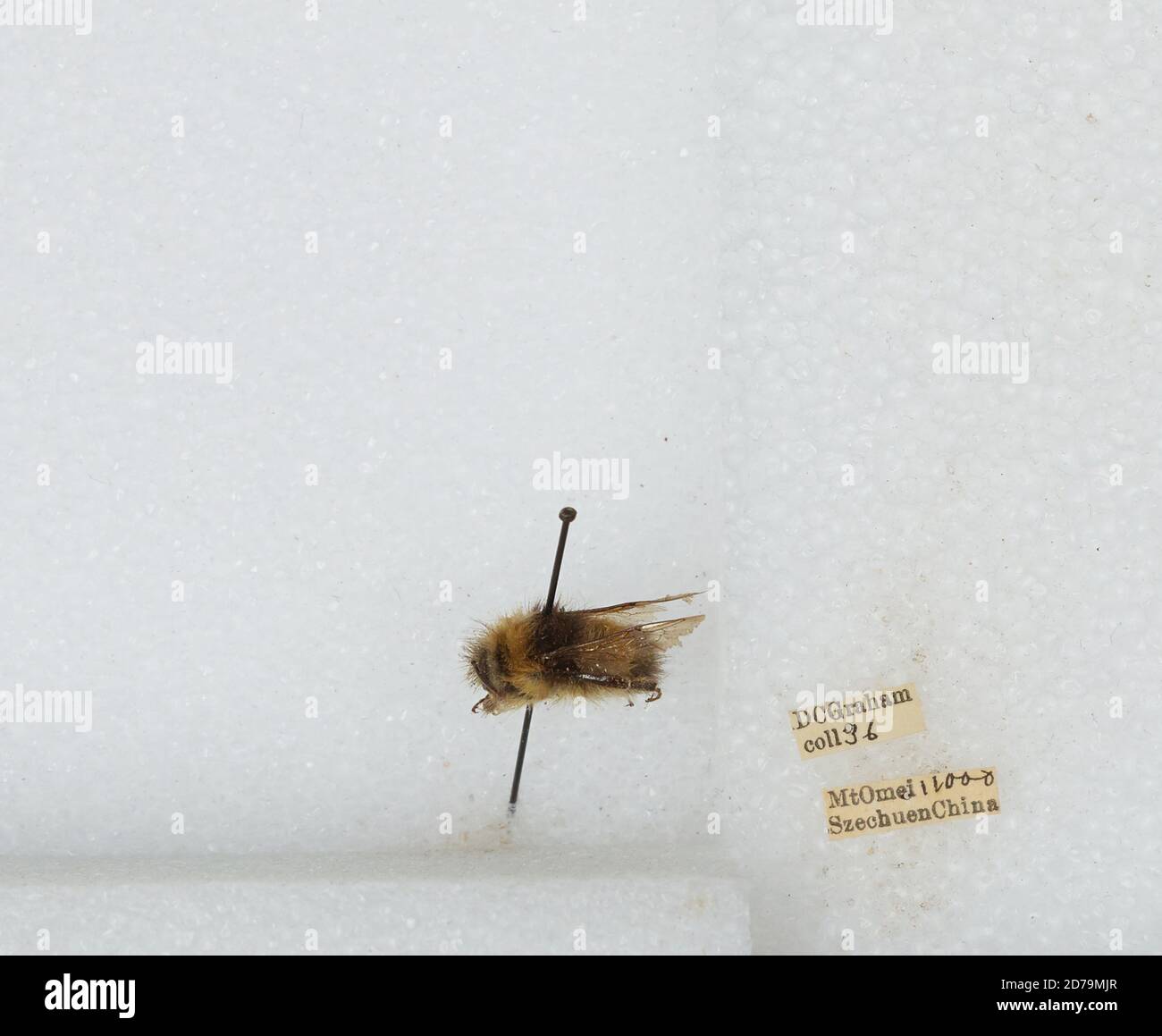 Mt Emei, Sichuan, China, Bombus sp., Animalia, Arthropoda, Insecta ...