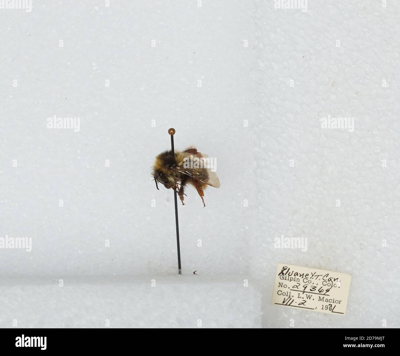 Kluane, Yukon Territory, Canada, Bombus bifarius nearcticus, Animalia ...