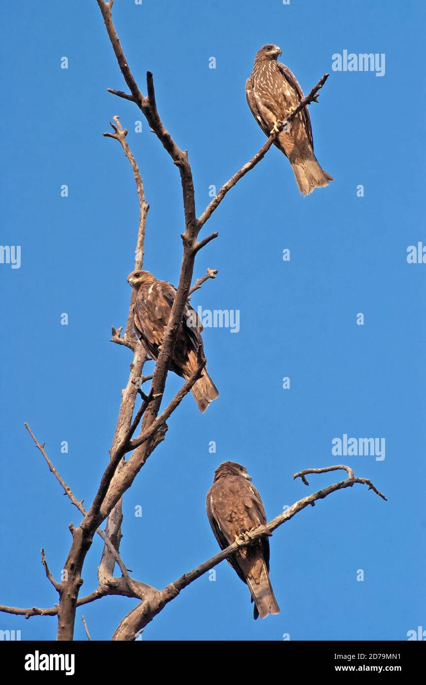 Common hawks (Coculus varius vahl) on the tree, Delhi park, India Stock ...
