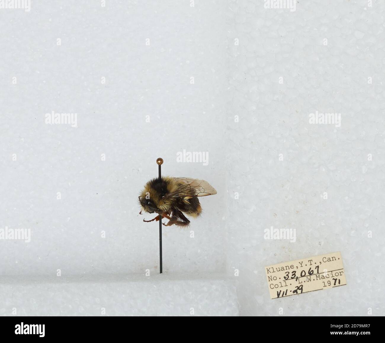 Kluane, Yukon Territory, Canada, Bombus bifarius nearcticus, Animalia ...