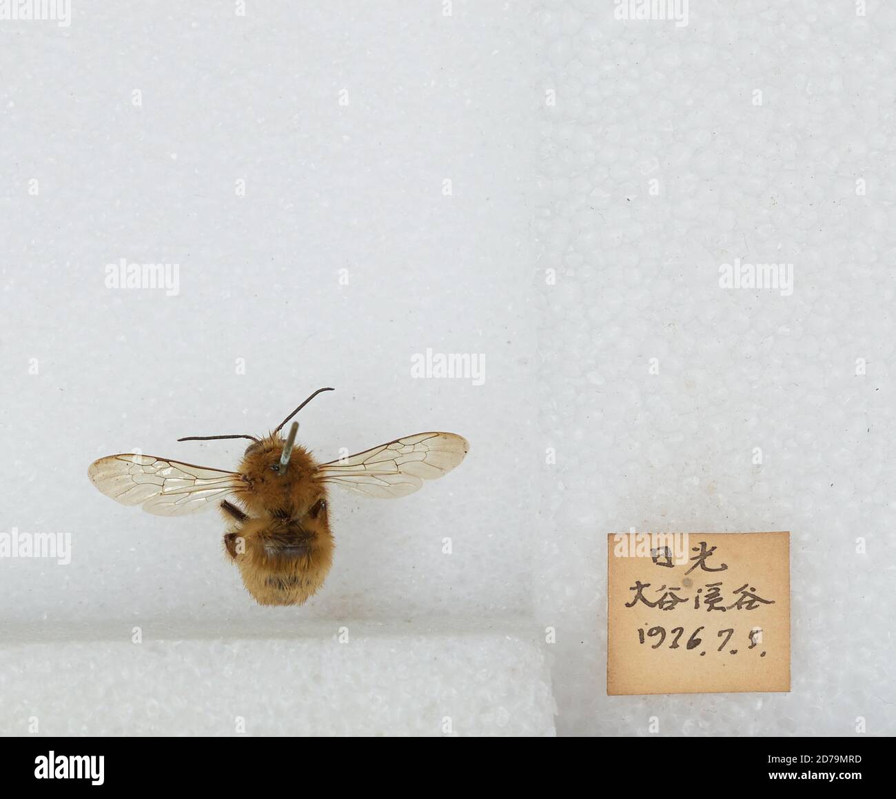 Bombus sp., Animalia, Arthropoda, Insecta, Hymenoptera, Apidae, Apinae ...