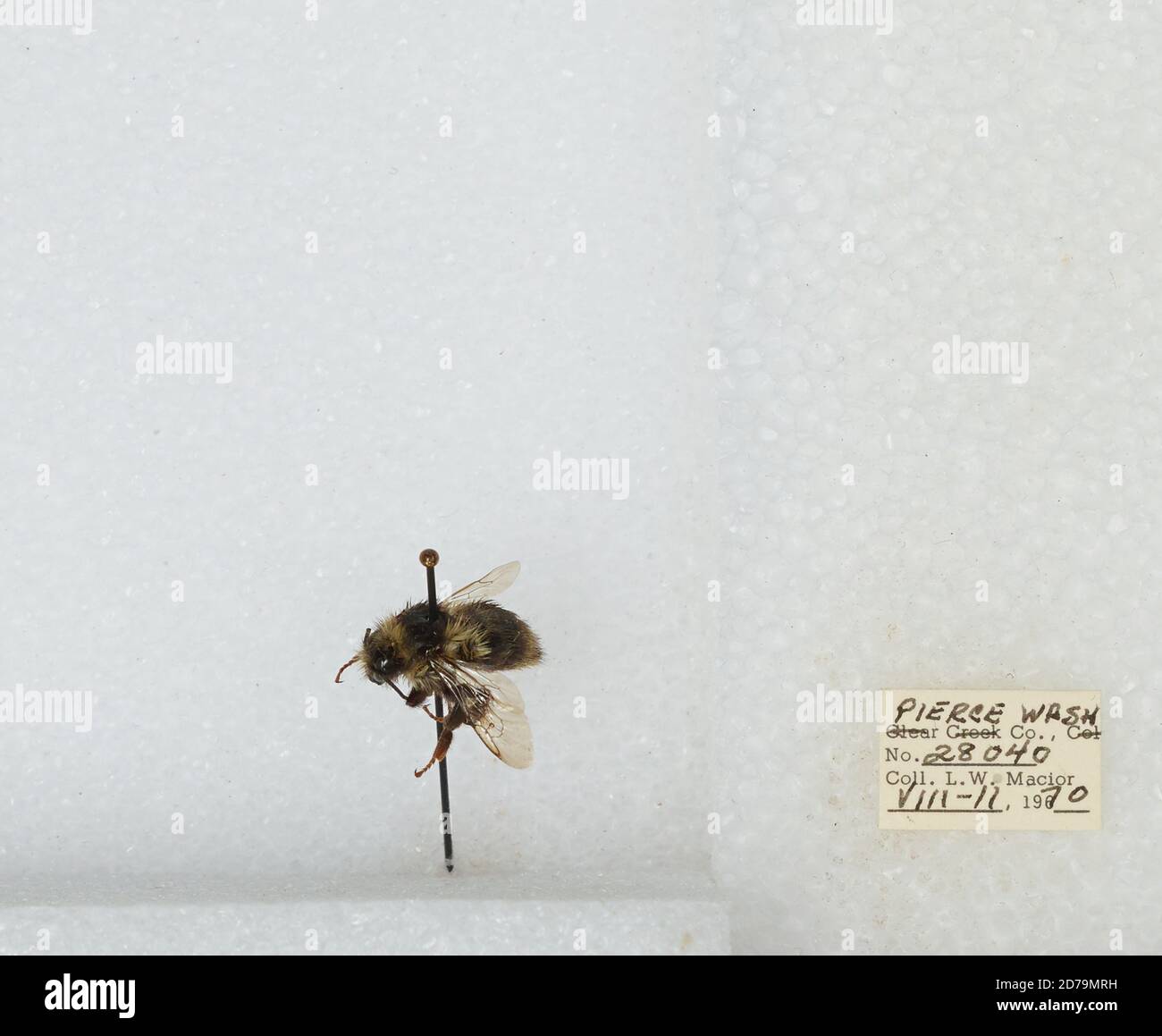 Pierce, Washington, United States, Bombus bifarius nearcticus, Animalia ...