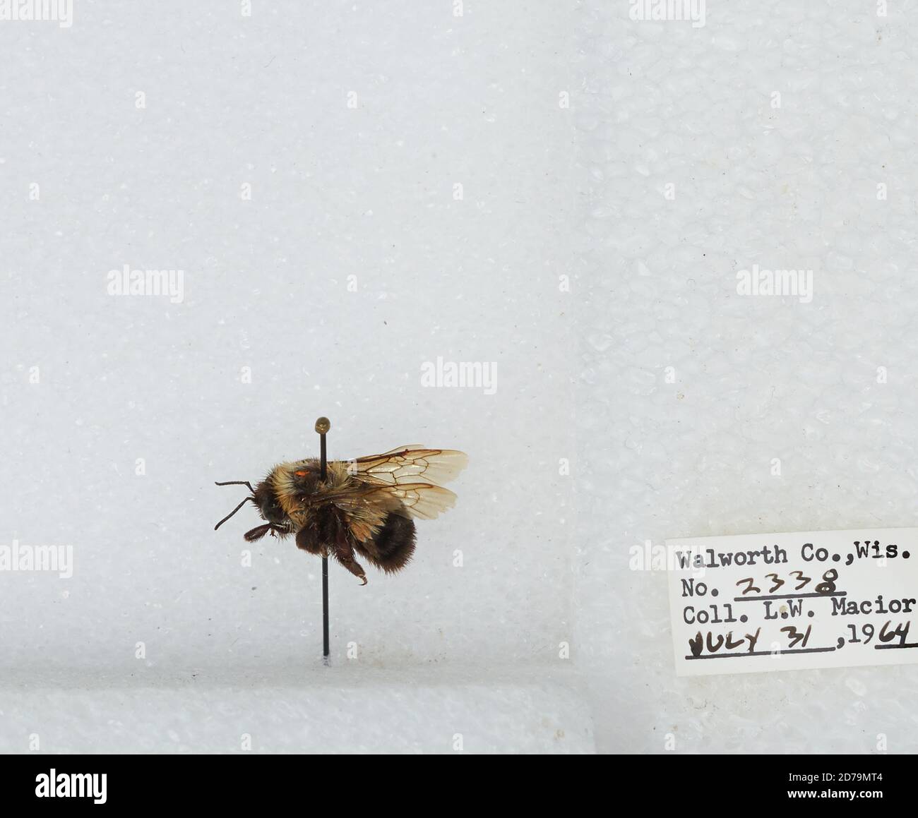 Walworth, Wisconsin, United States, Bombus (Bombus) affinis Cresson ...