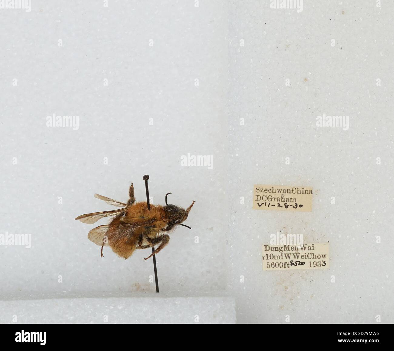 Dong Men Wai 10 mi W Wei Chow, Sichuan, China, Bombus sp., Animalia ...