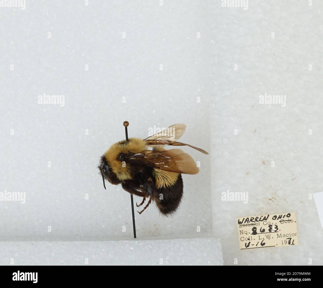 Warren, Ohio, United States, Bombus (Bombus) affinis Cresson, Animalia ...