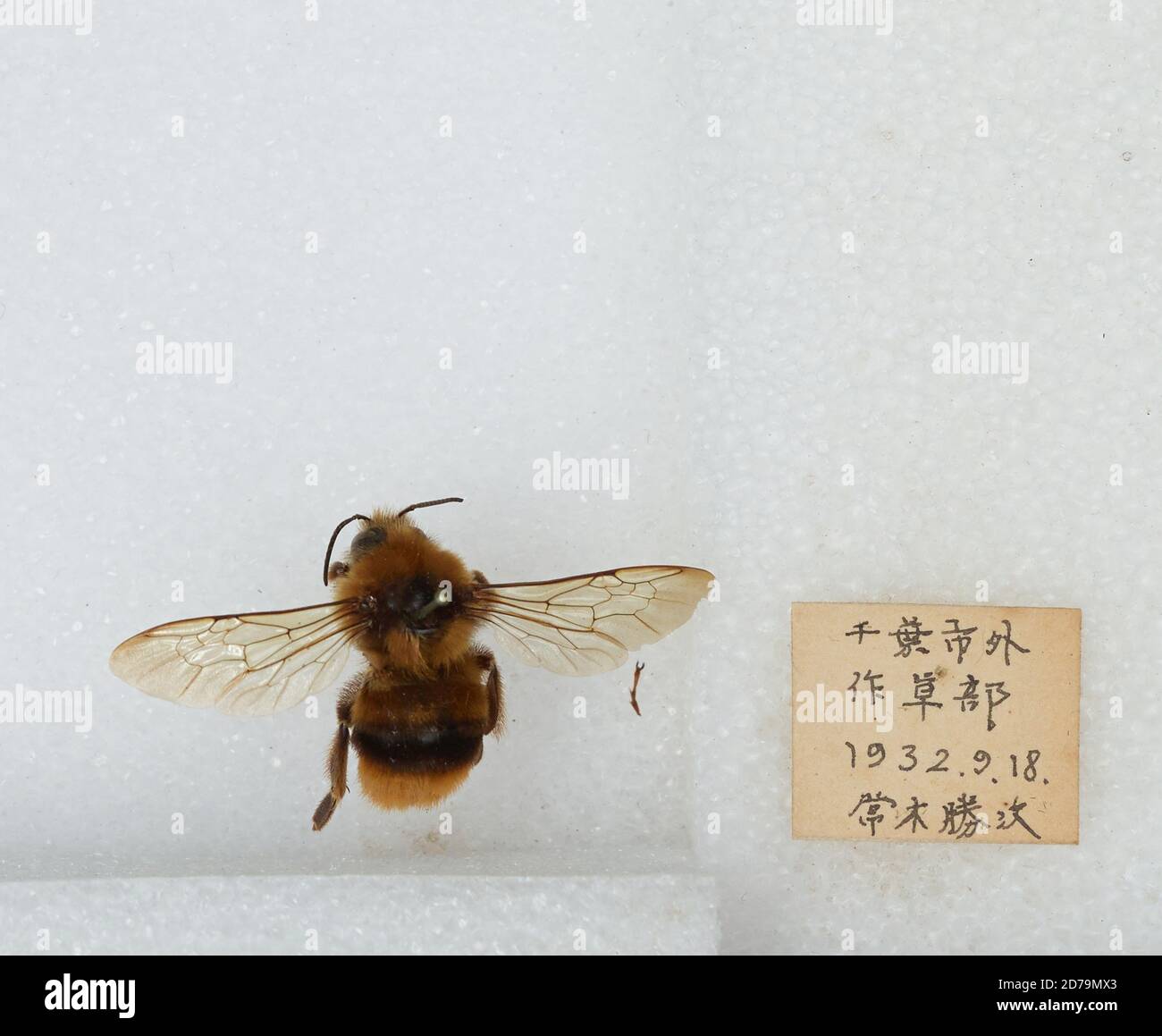 Bombus sp., Animalia, Arthropoda, Insecta, Hymenoptera, Apidae, Apinae ...