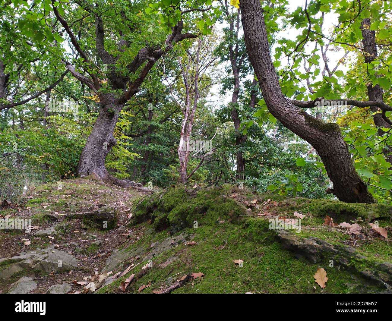 Natural hiking trail through the woods as idyllic hiking path for ...