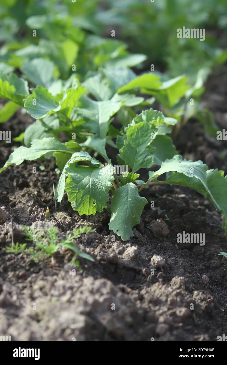 Radish plants growing in the ground at spring Stock Photo - Alamy