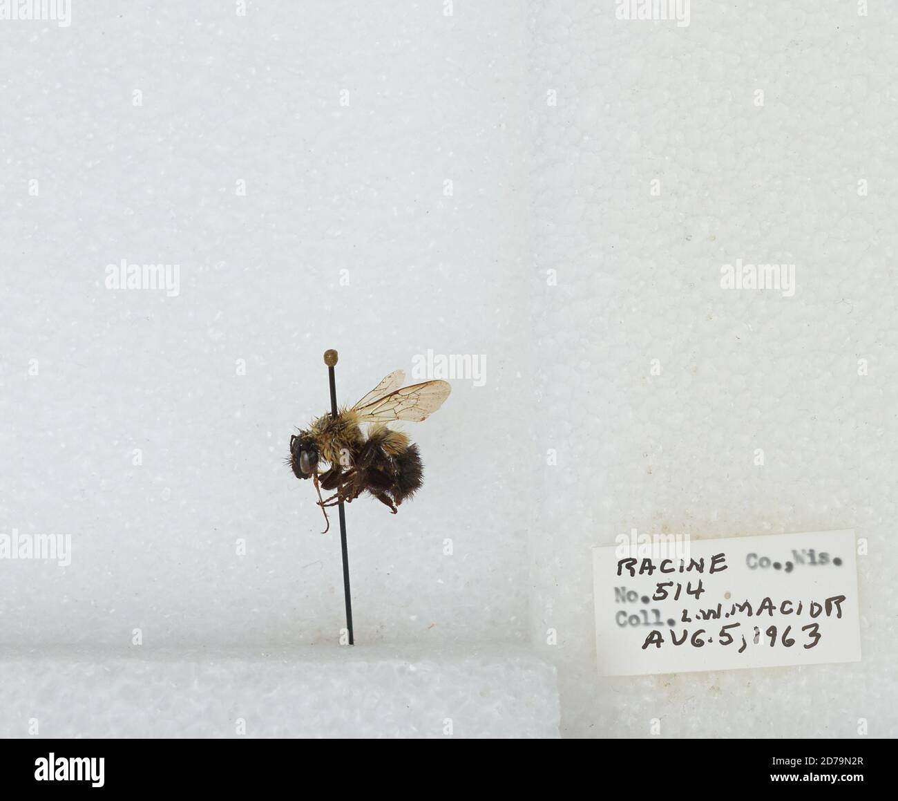 Racine, Wisconsin, United States, Bombus (Bombus) affinis Cresson ...