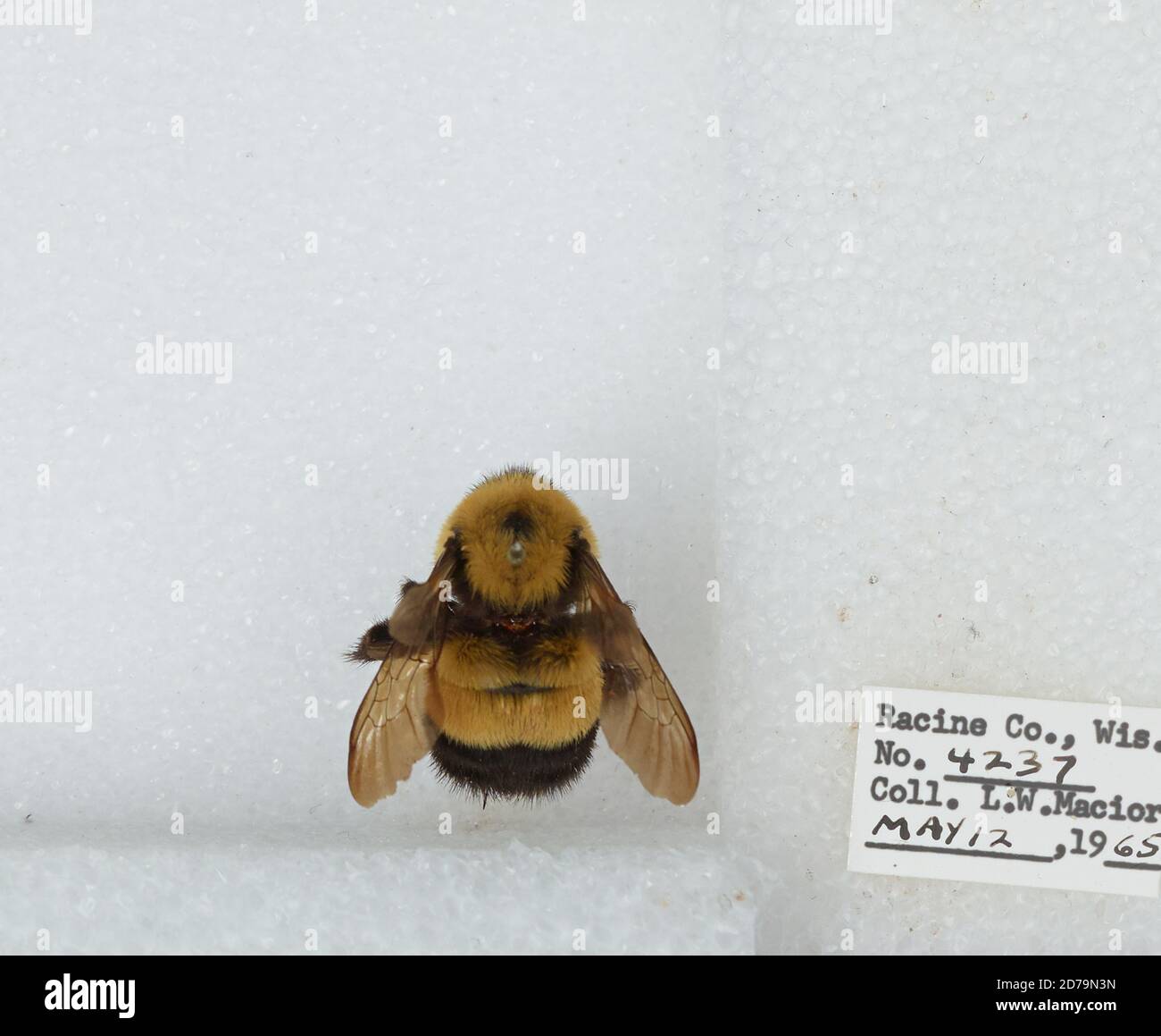 Racine, Wisconsin, United States, Bombus (Bombus) affinis Cresson ...