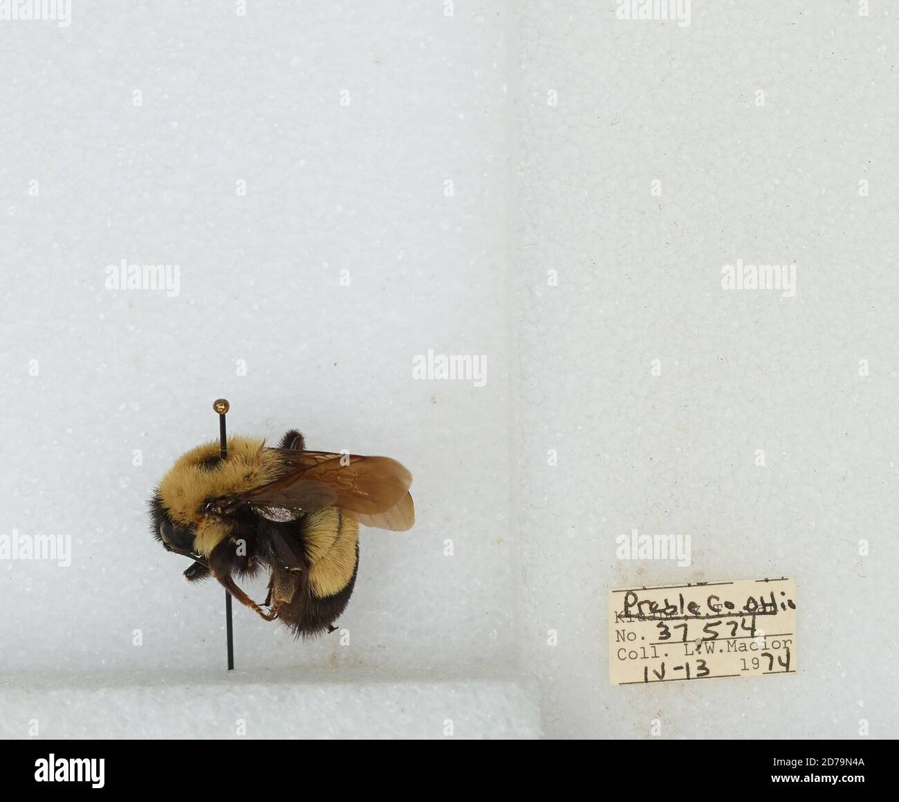 Preble, Ohio, United States, Bombus (Bombus) affinis Cresson, Animalia ...