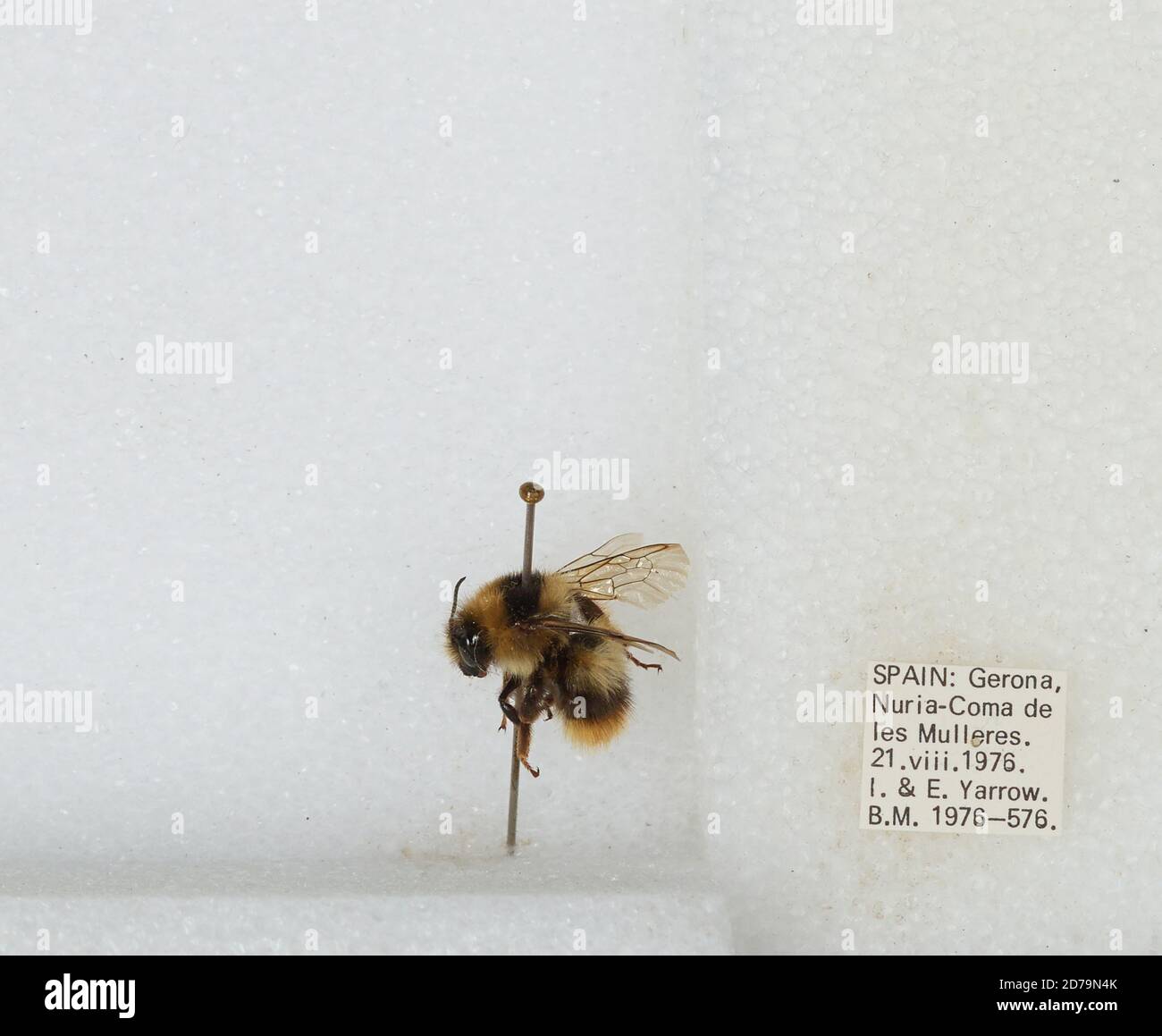 Nuria coma de les mulleres hi-res stock photography and images - Alamy