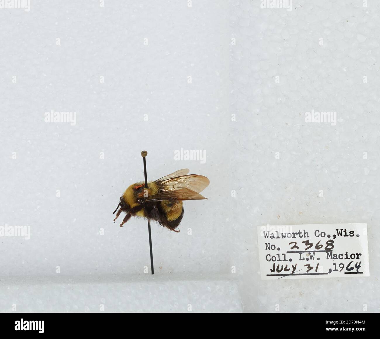 Walworth, Wisconsin, United States, Bombus (Bombus) affinis Cresson ...