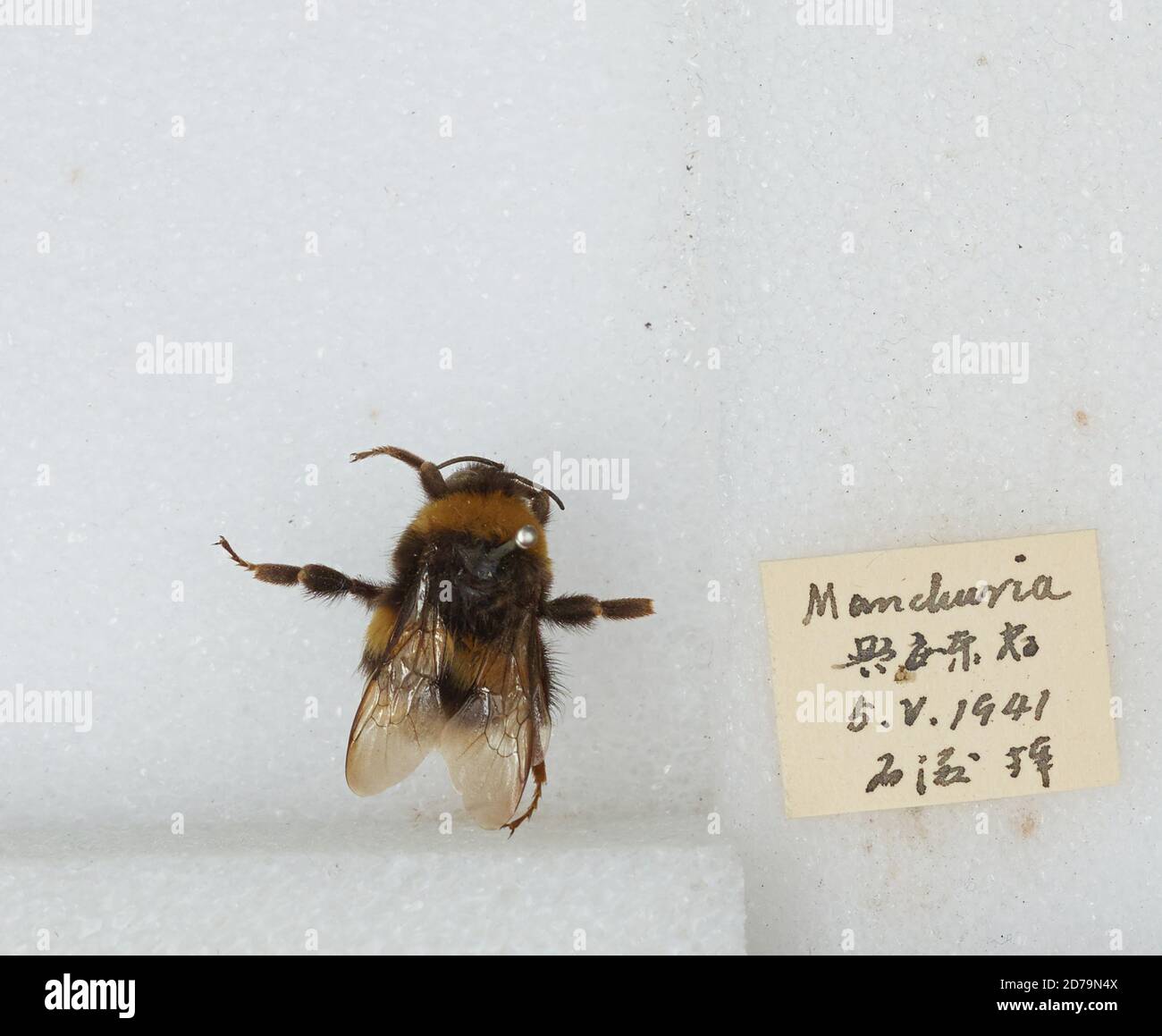 Manchuria, China, Bombus sp., Animalia, Arthropoda, Insecta ...