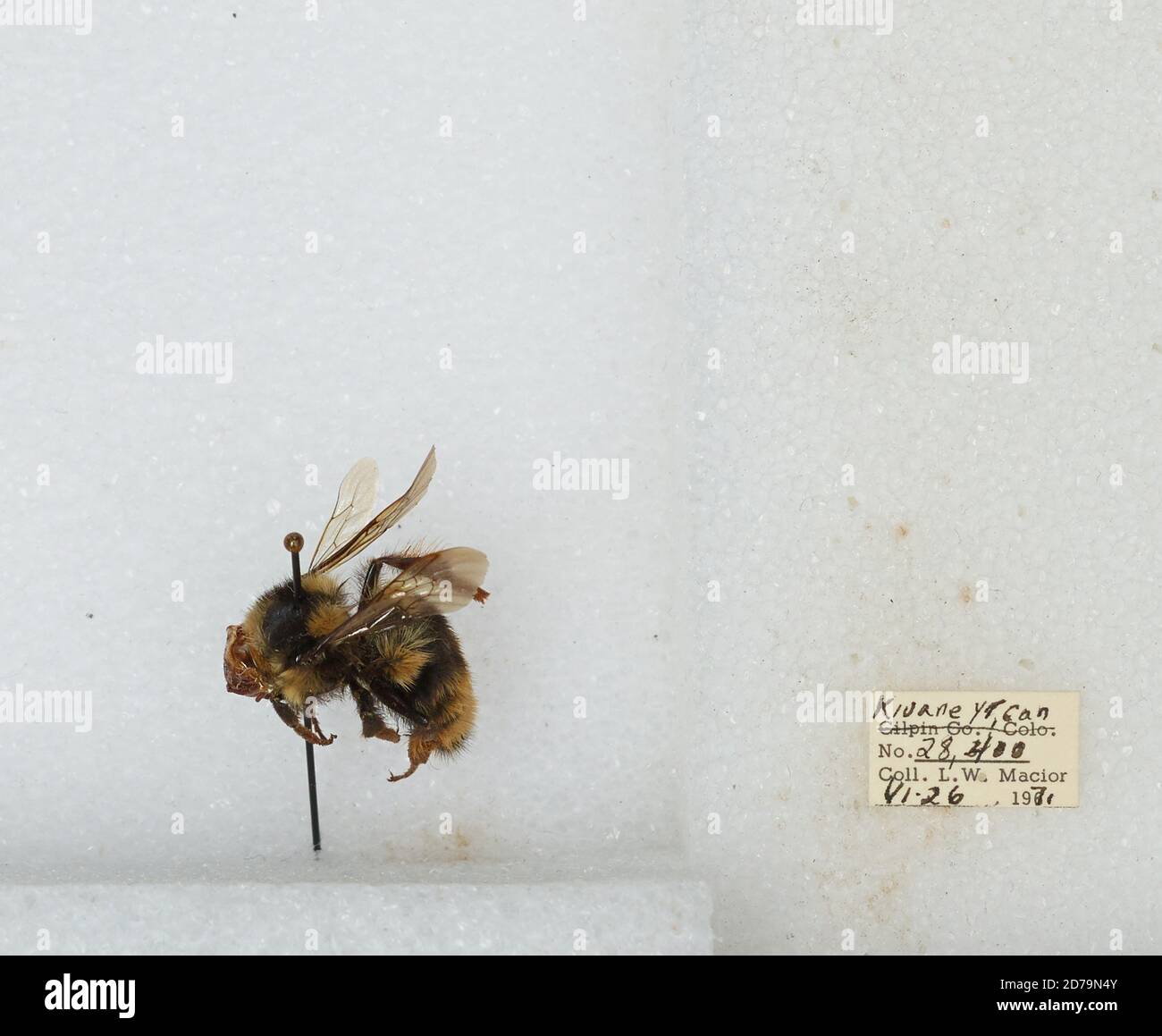 Kluane, Yukon Territory, Canada, Bombus bifarius nearcticus, Animalia ...