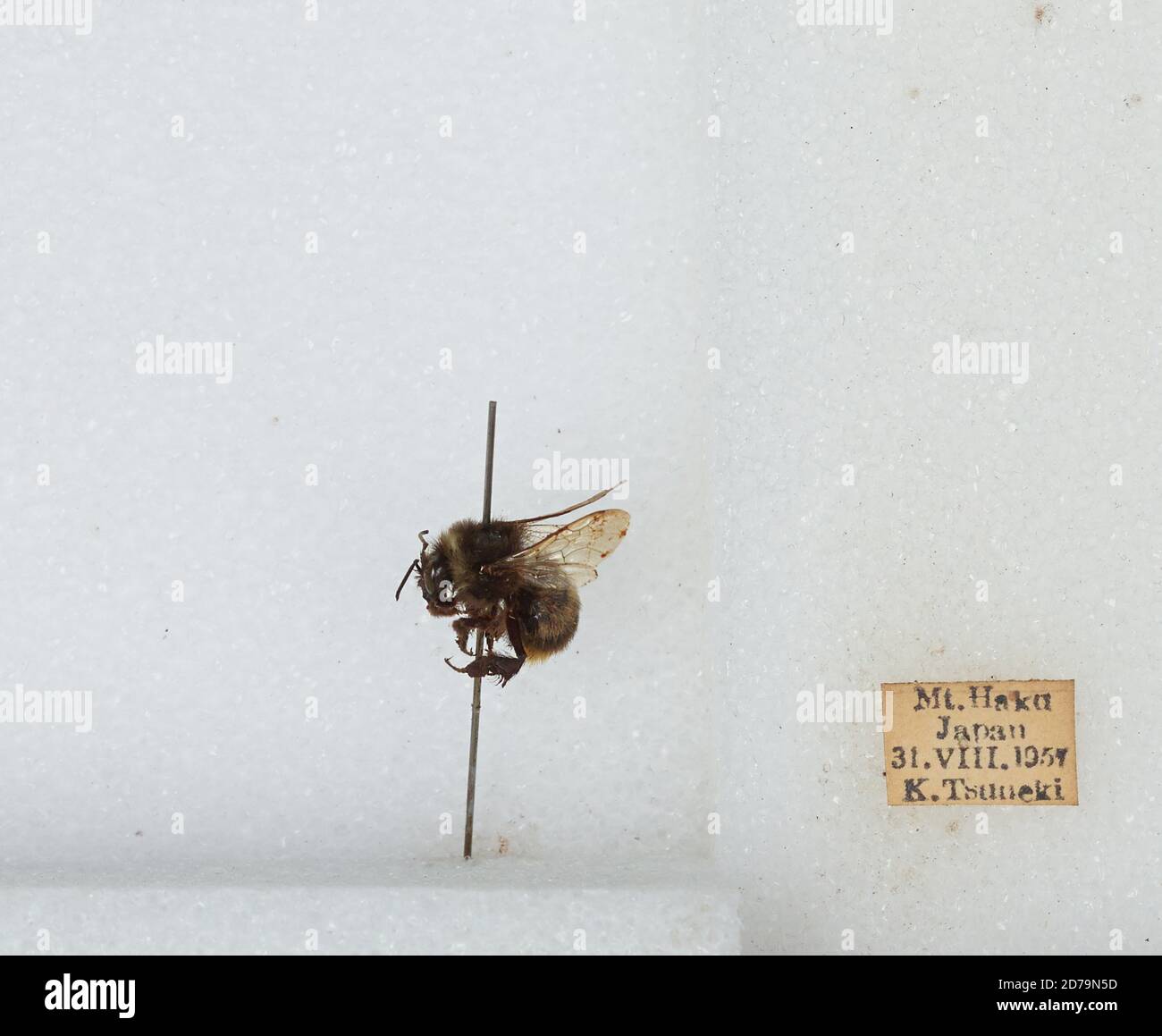 Mt. Haku, Japan, Bombus sp., Animalia, Arthropoda, Insecta, Hymenoptera ...