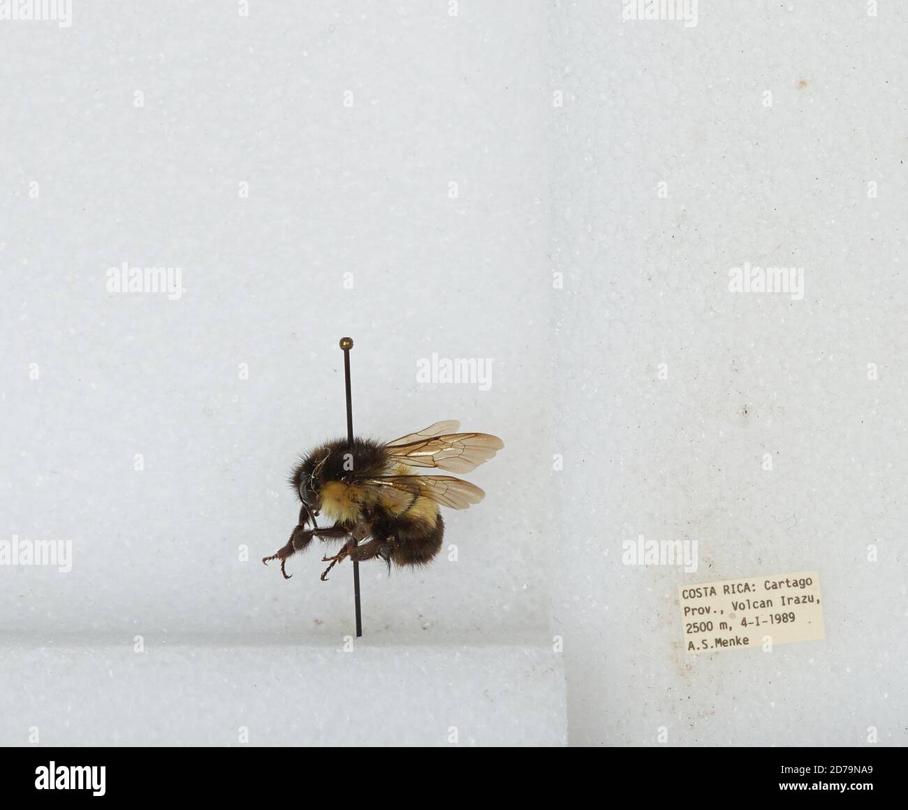 Irazu Volcano, Cartago, Costa Rica, Bombus sp., Animalia, Arthropoda ...