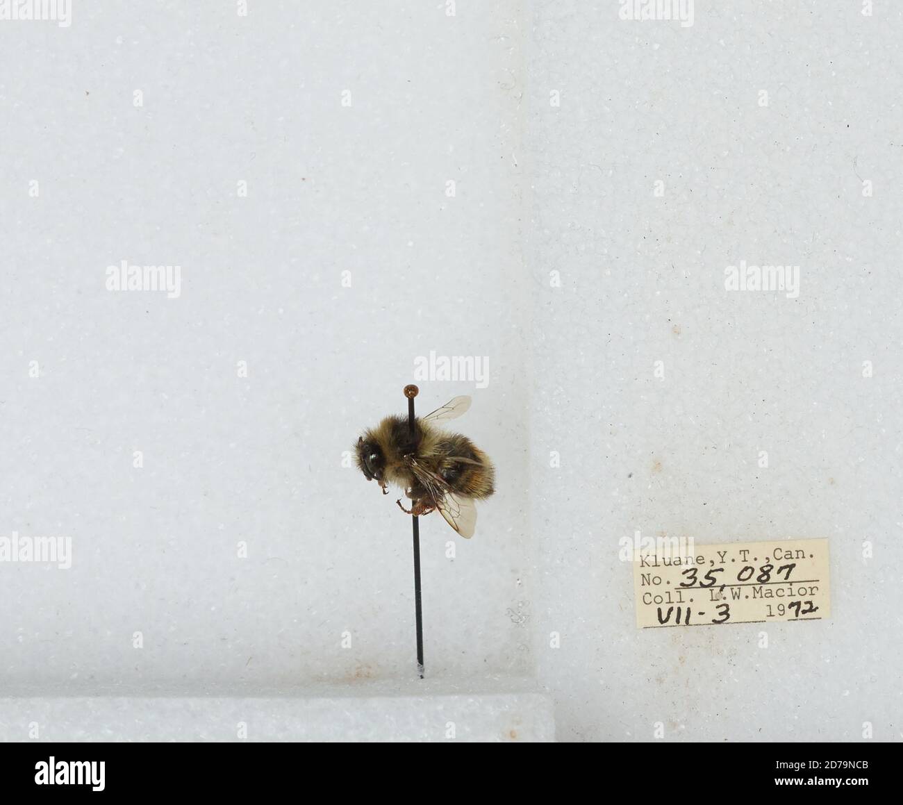 Kluane, Yukon Territory, Canada, Bombus bifarius nearcticus, Animalia ...