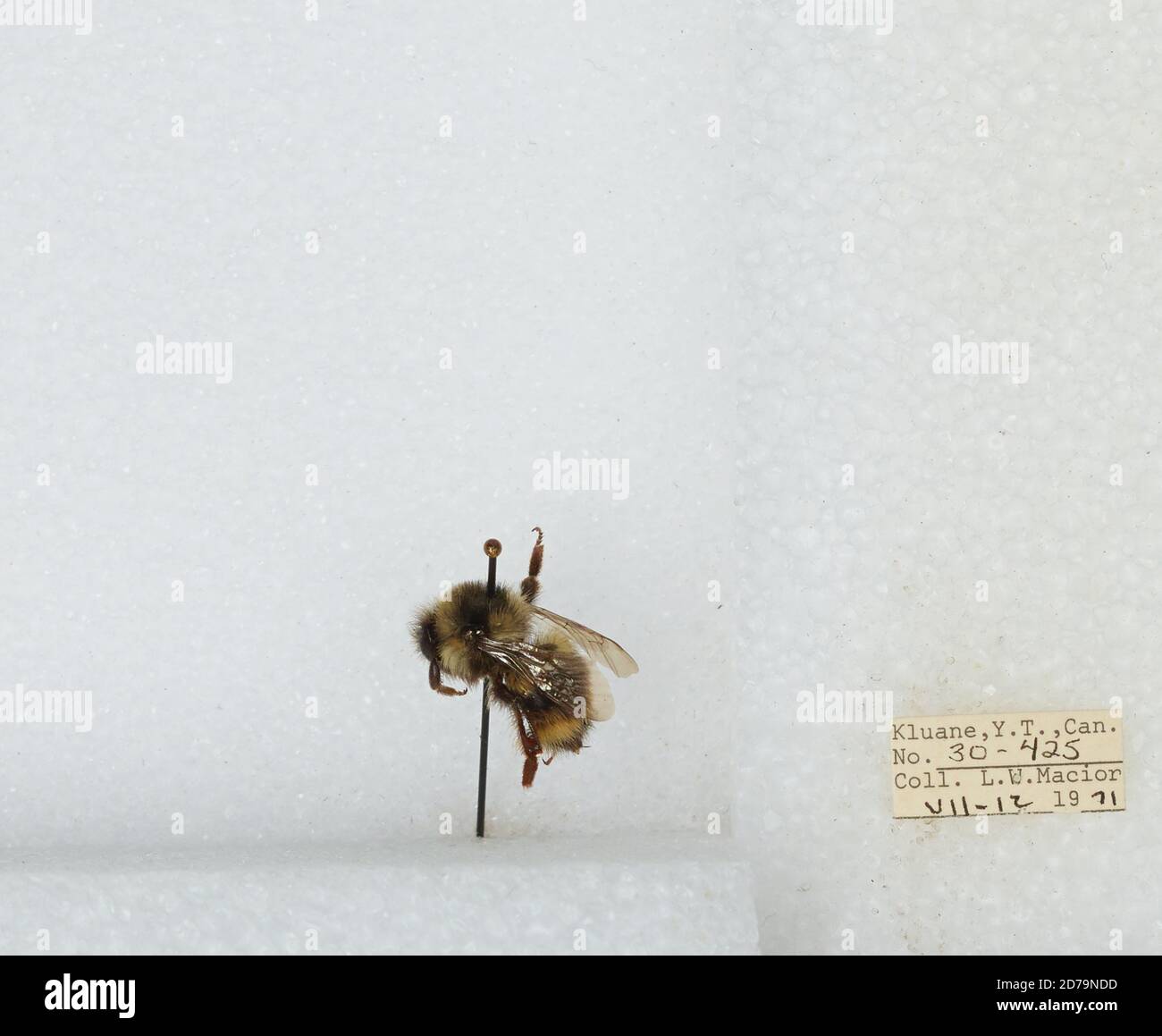 Kluane, Yukon Territory, Canada, Bombus bifarius nearcticus, Animalia ...