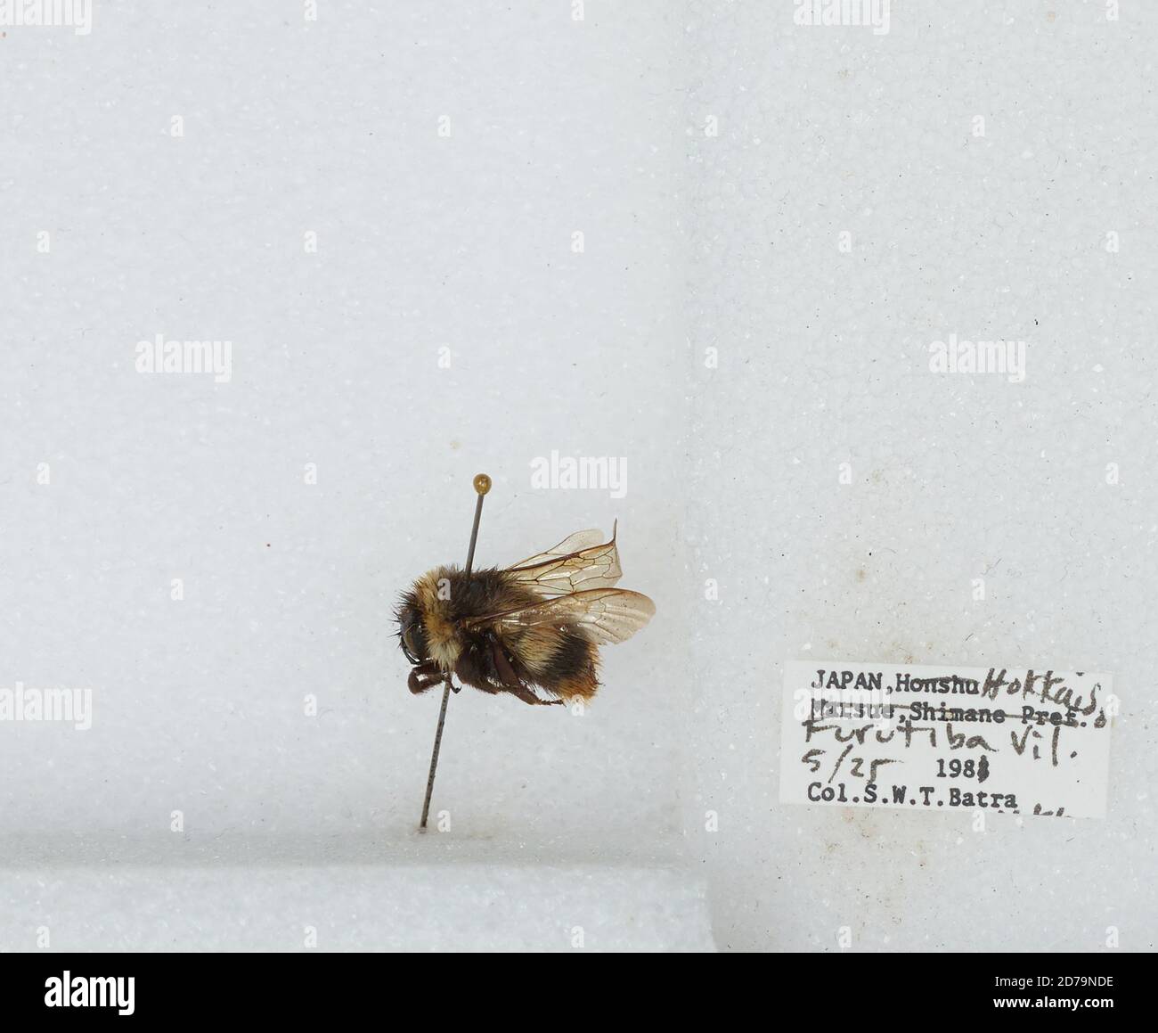 Furutiba Village, Hokkaido, Japan, Bombus sp., Animalia, Arthropoda, Insecta, Hymenoptera ...