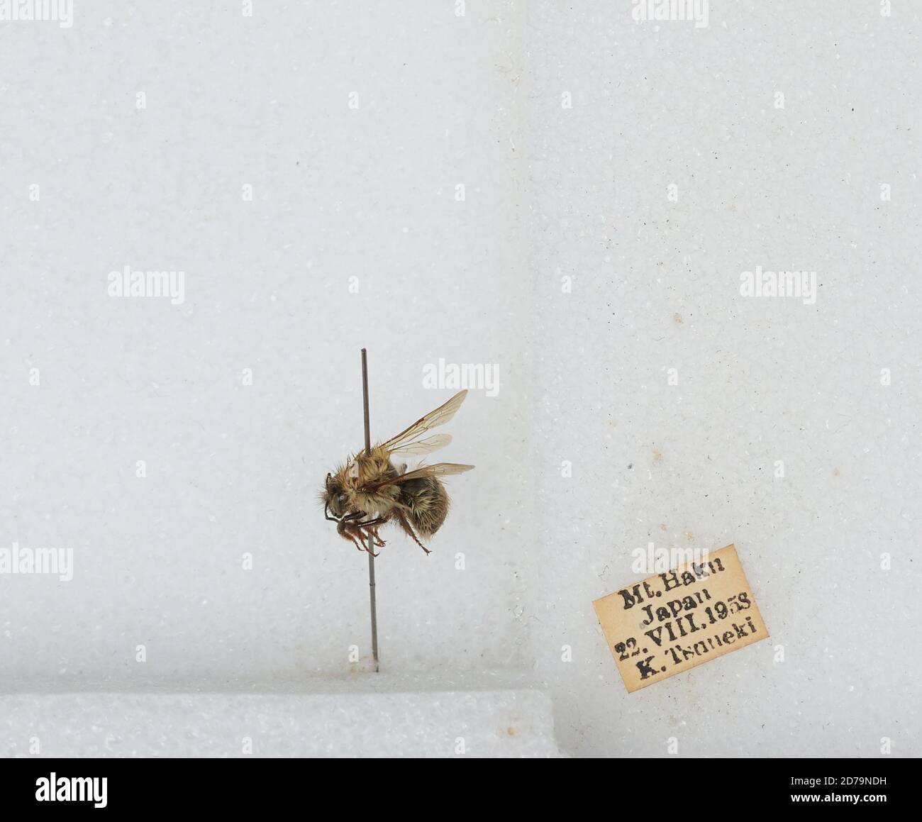 Mt. Haku, Japan, Bombus sp., Animalia, Arthropoda, Insecta, Hymenoptera ...