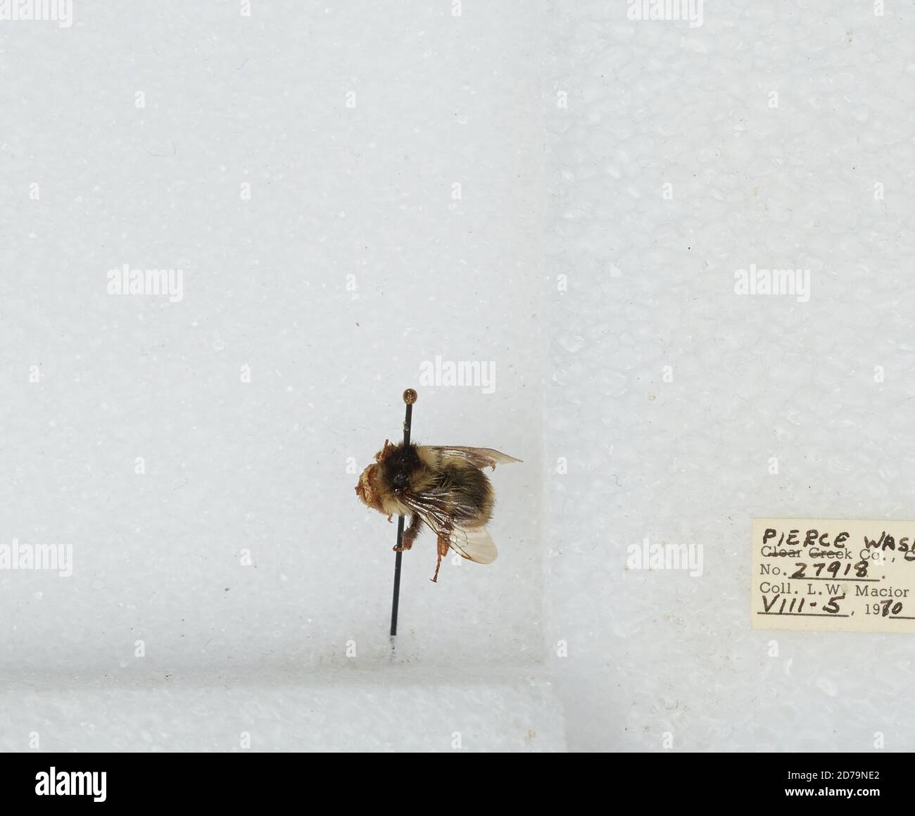 Pierce, Washington, United States, Bombus bifarius nearcticus, Animalia ...