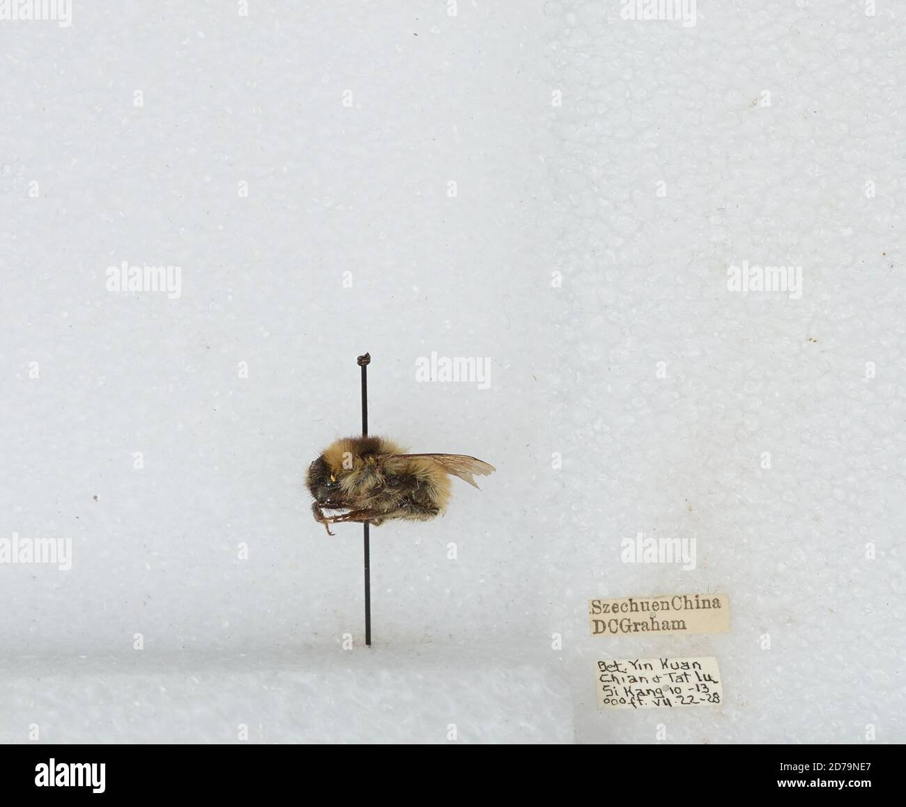 Between Yin Kuan Chian & Tat Lu Si Kang, Sichuan, China, Bombus sp ...