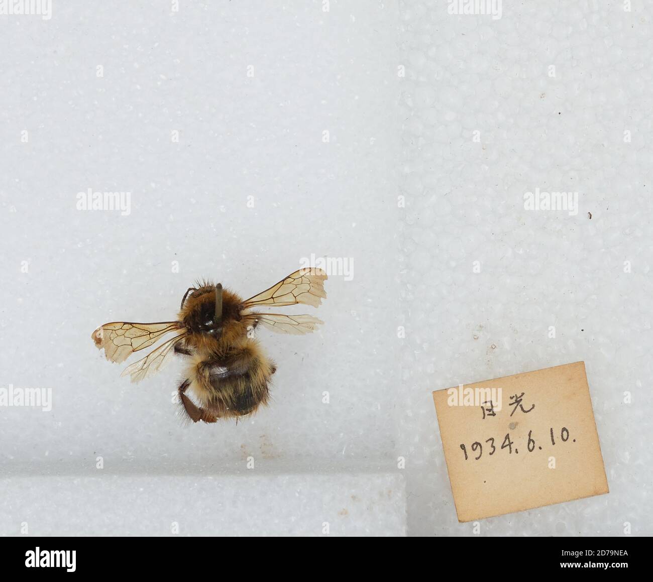 Bombus sp., Animalia, Arthropoda, Insecta, Hymenoptera, Apidae, Apinae Stock Photo - Alamy