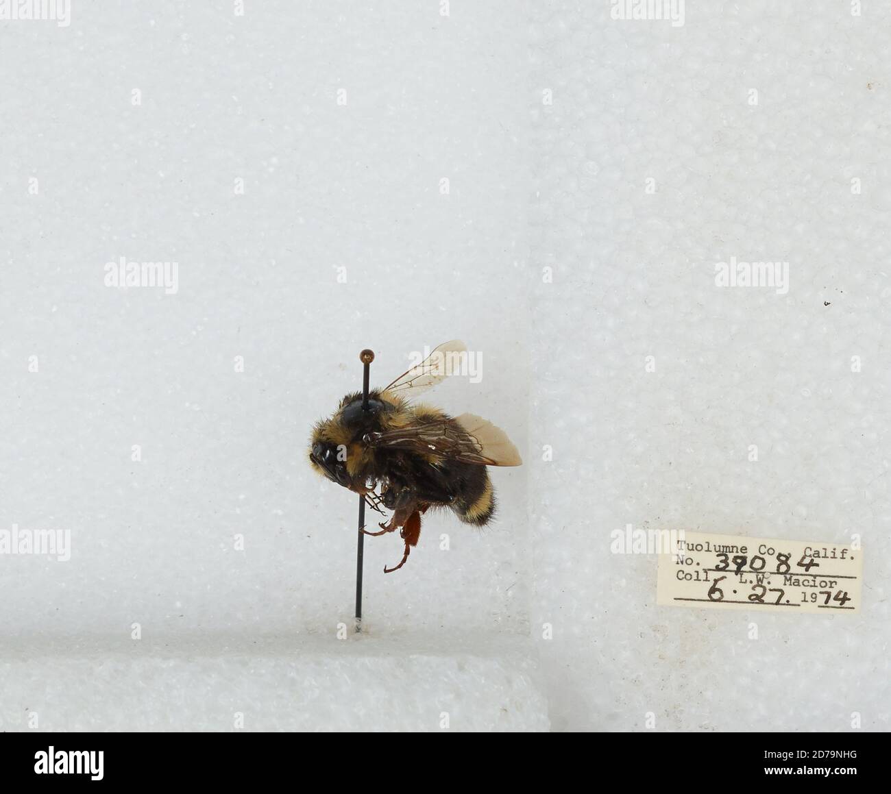 Tuolumne, California, United States, Bombus bifarius nearcticus ...