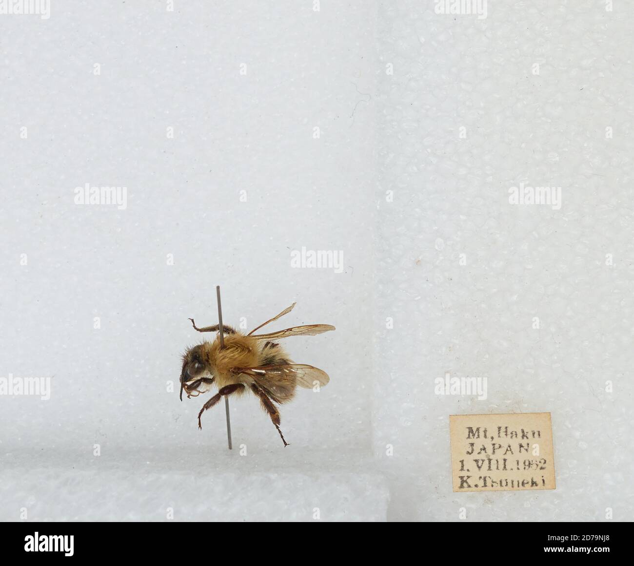 Mt. Haku, Japan, Bombus sp., Animalia, Arthropoda, Insecta, Hymenoptera ...