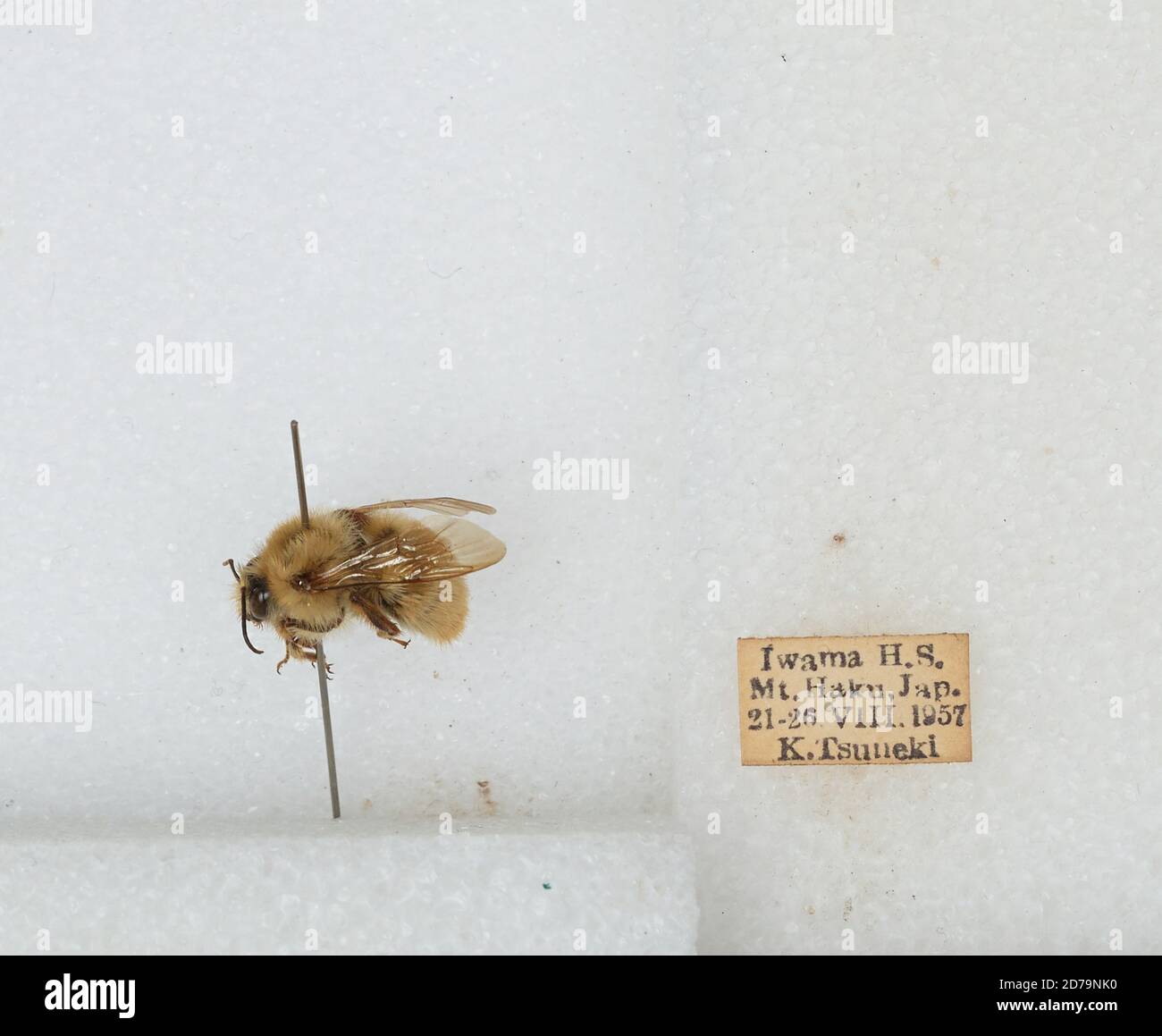 Iwama H.S., Mt. Haku, Ibaraki, Japan, Bombus sp., Animalia, Arthropoda ...