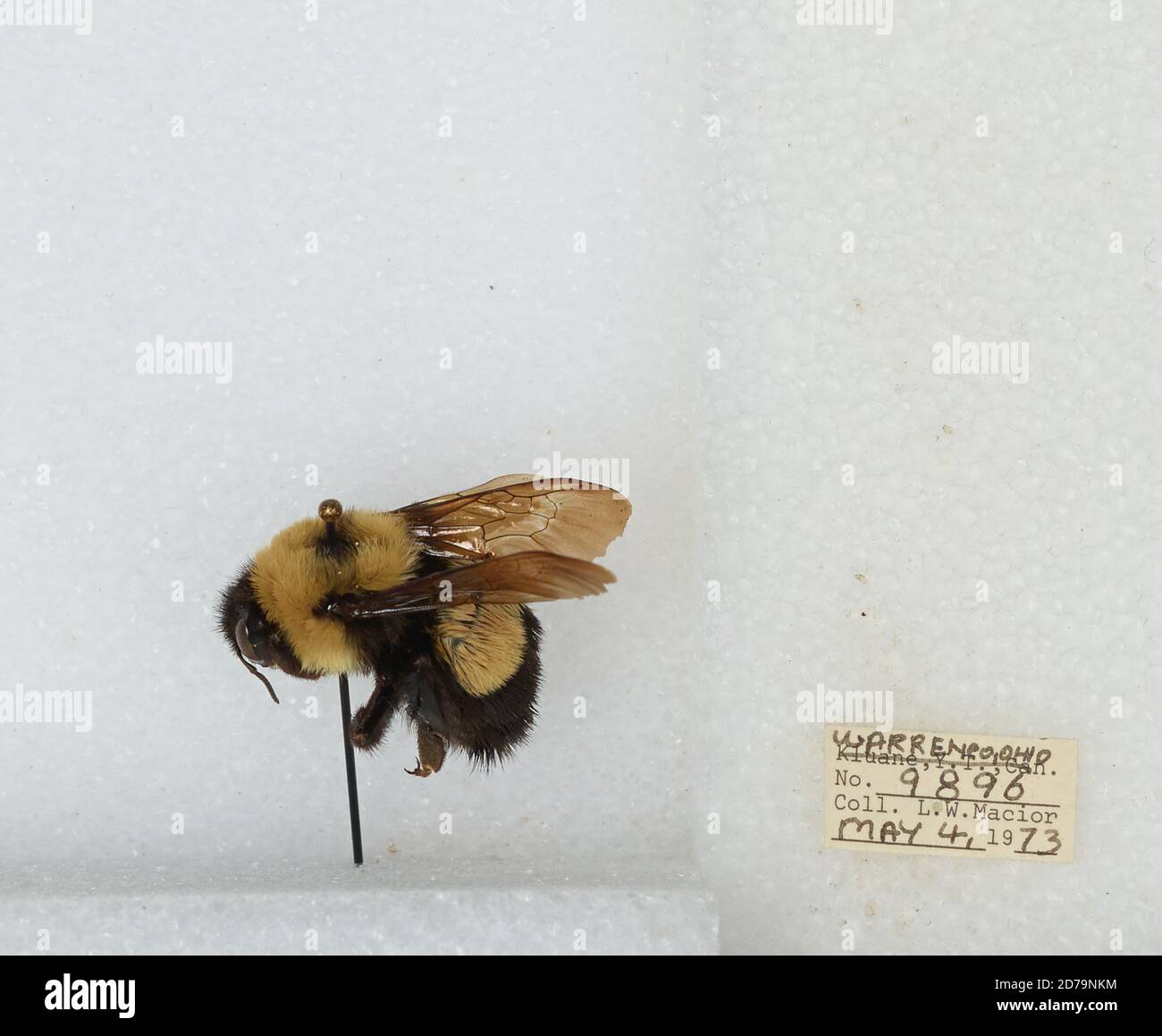 Warren, Ohio, United States, Bombus (Bombus) affinis Cresson, Animalia ...