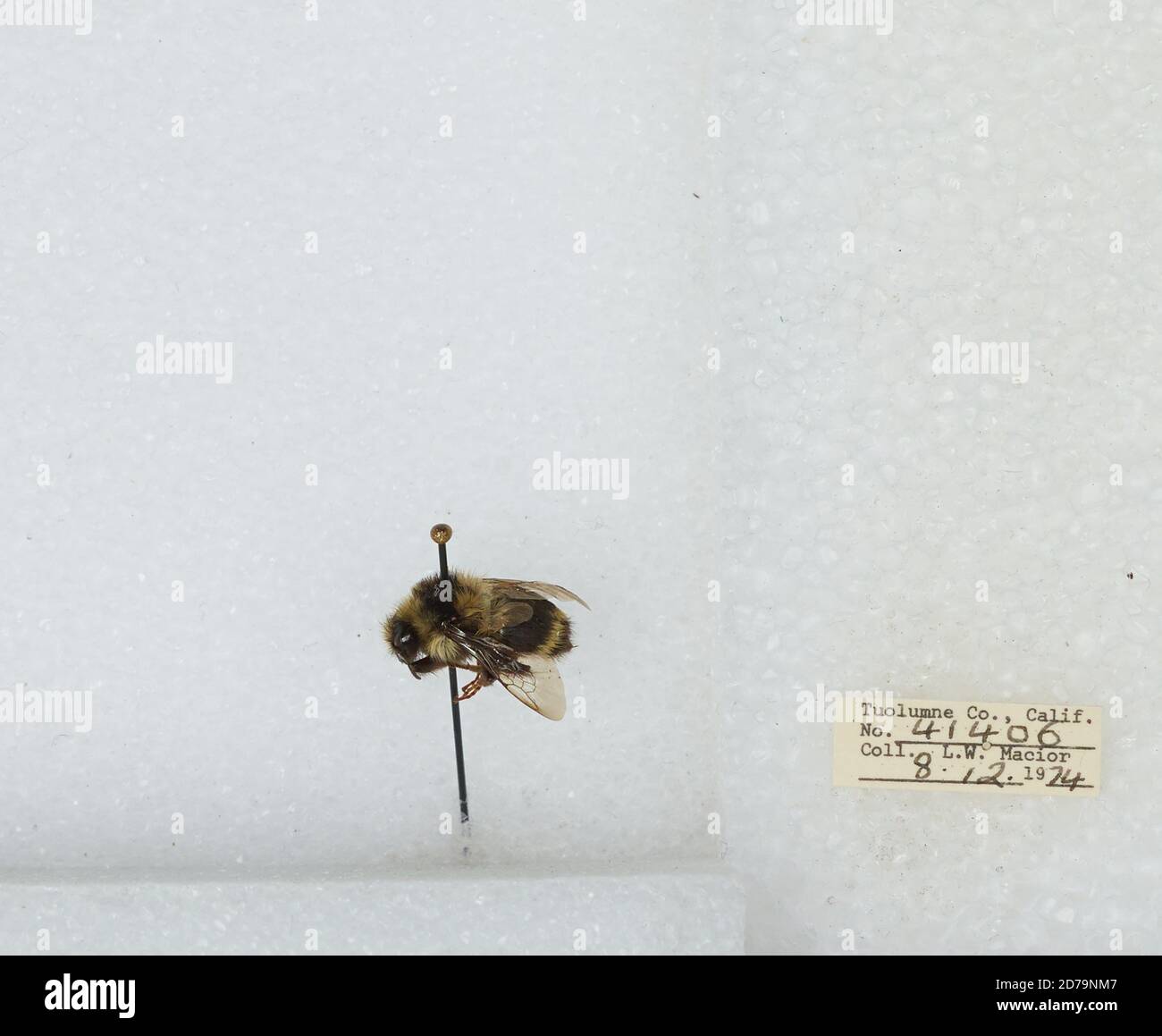 Tuolumne, California, United States, Bombus bifarius nearcticus ...