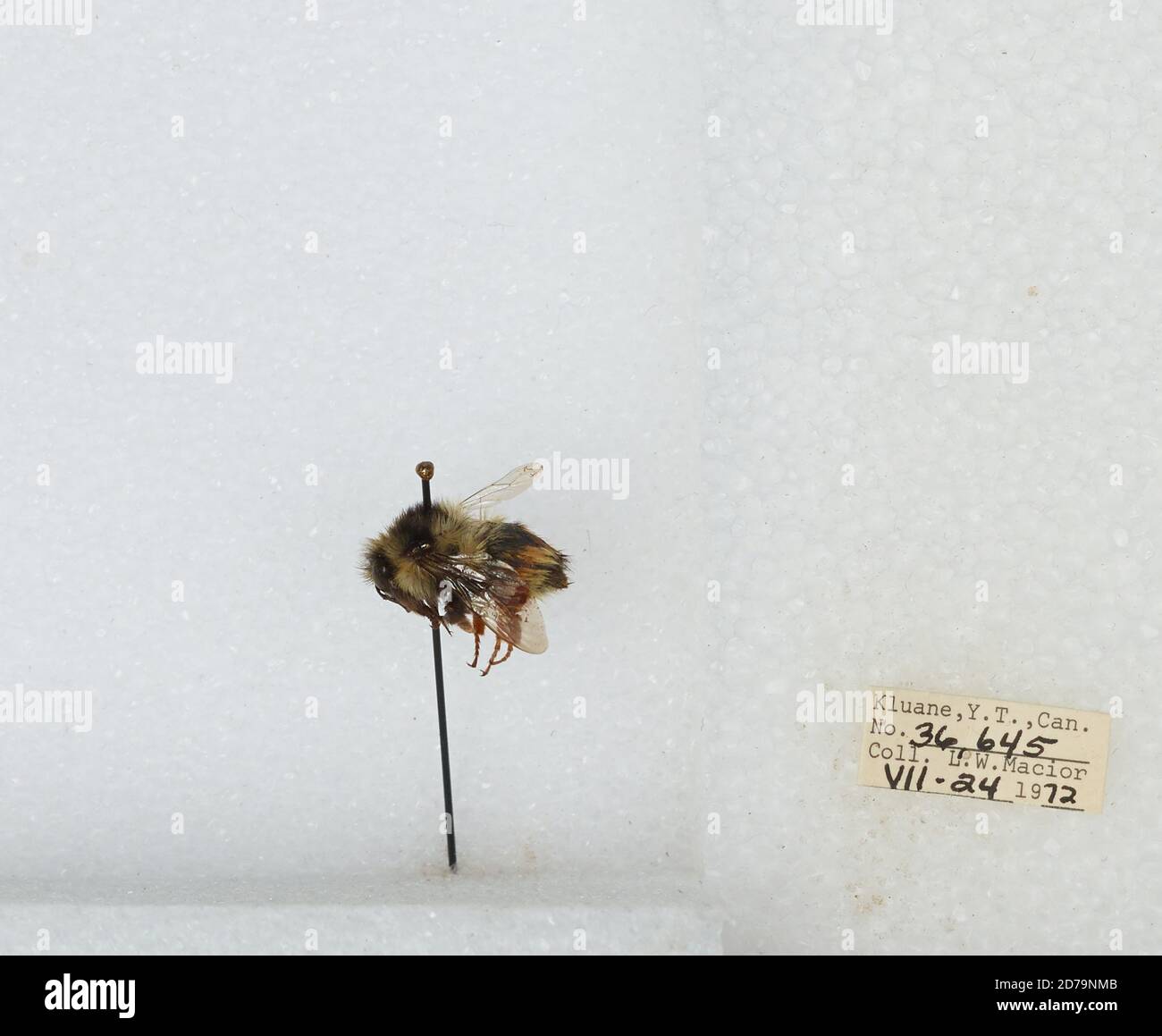 Kluane, Yukon Territory, Canada, Bombus bifarius nearcticus, Animalia ...