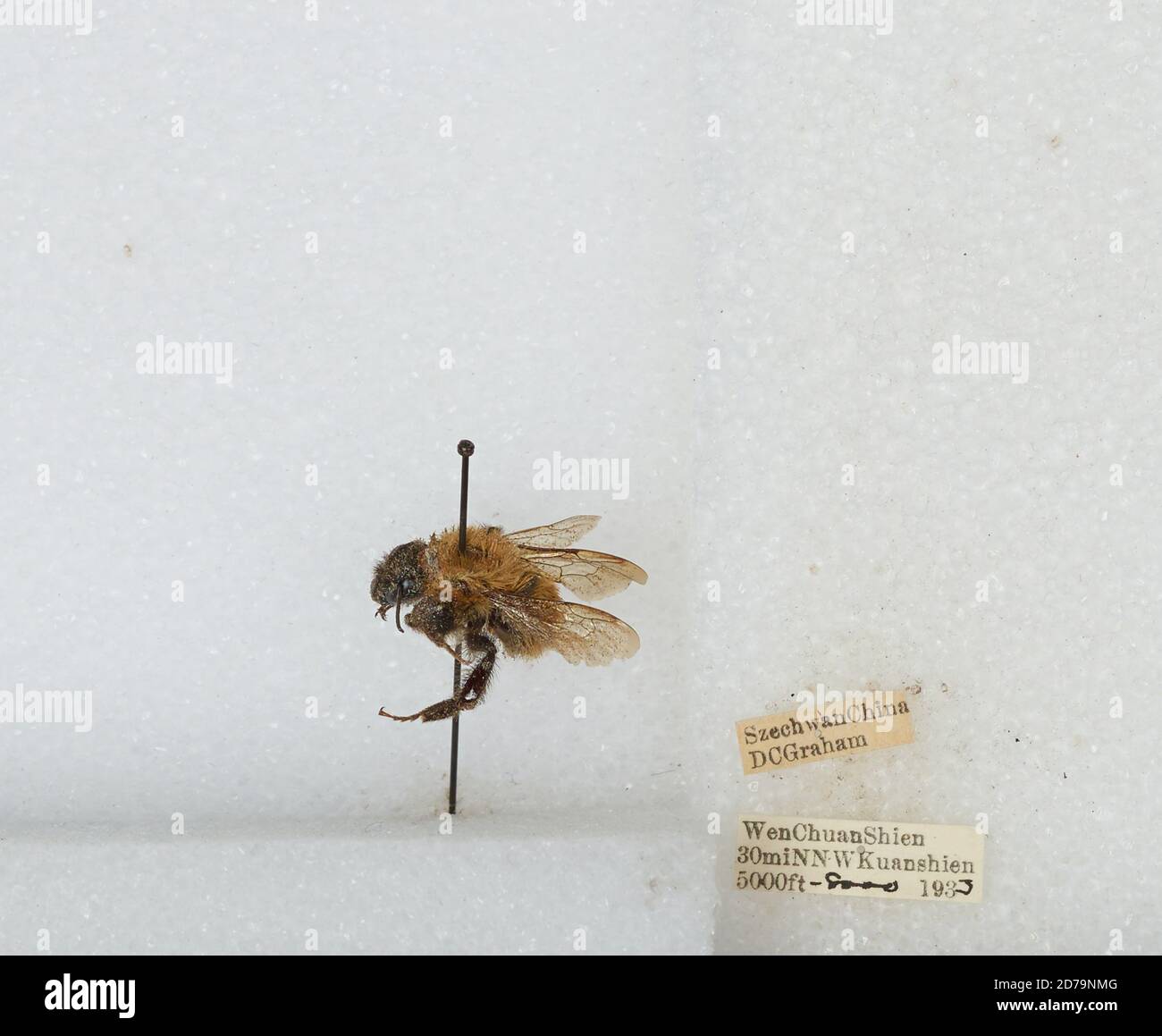 30 miles NNW of Kuanshien, Wenchuan Xian, Sichuan, China, Bombus sp ...