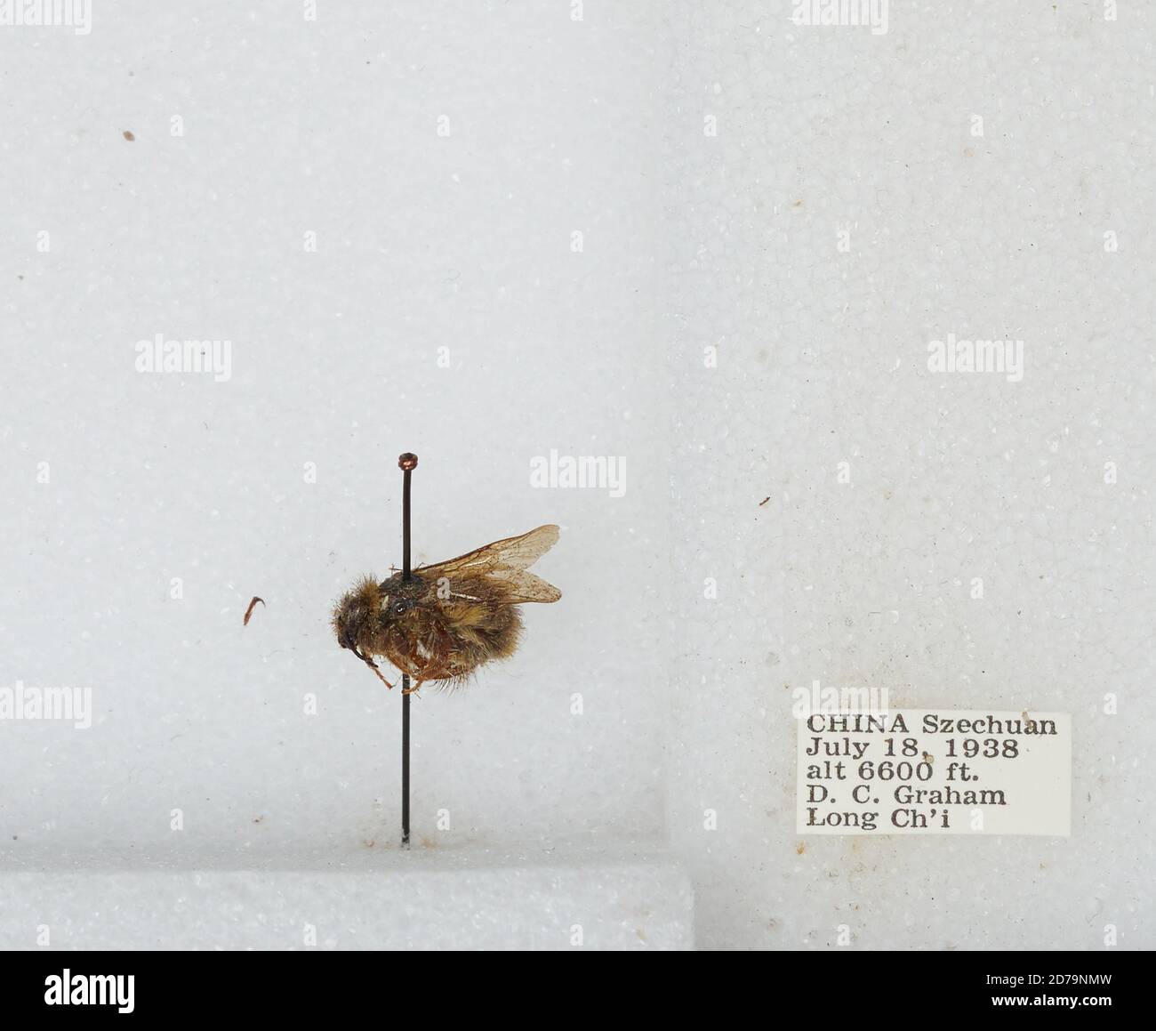 Long Ch'i, Sichuan, China, Bombus sp., Animalia, Arthropoda, Insecta ...