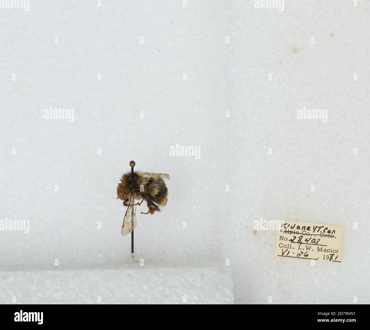 Kluane, Yukon Territory, Canada, Bombus bifarius nearcticus, Animalia ...