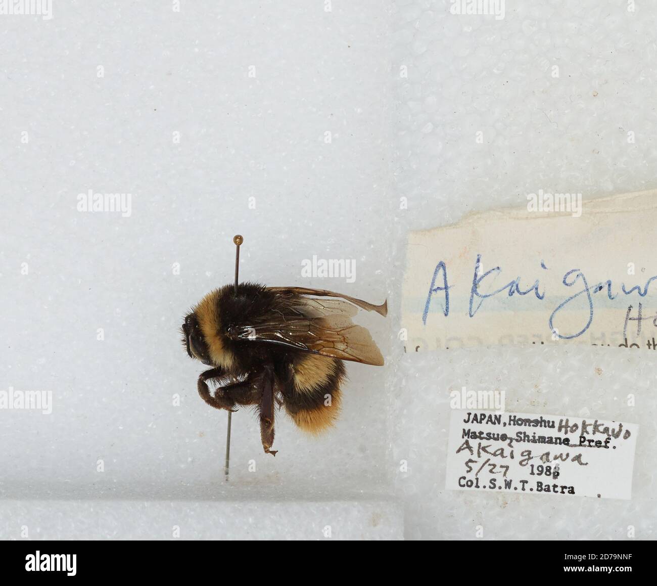 Akaigawa, Hokkaido, Japan, Bombus sp., Animalia, Arthropoda, Insecta, Hymenoptera, Apidae ...